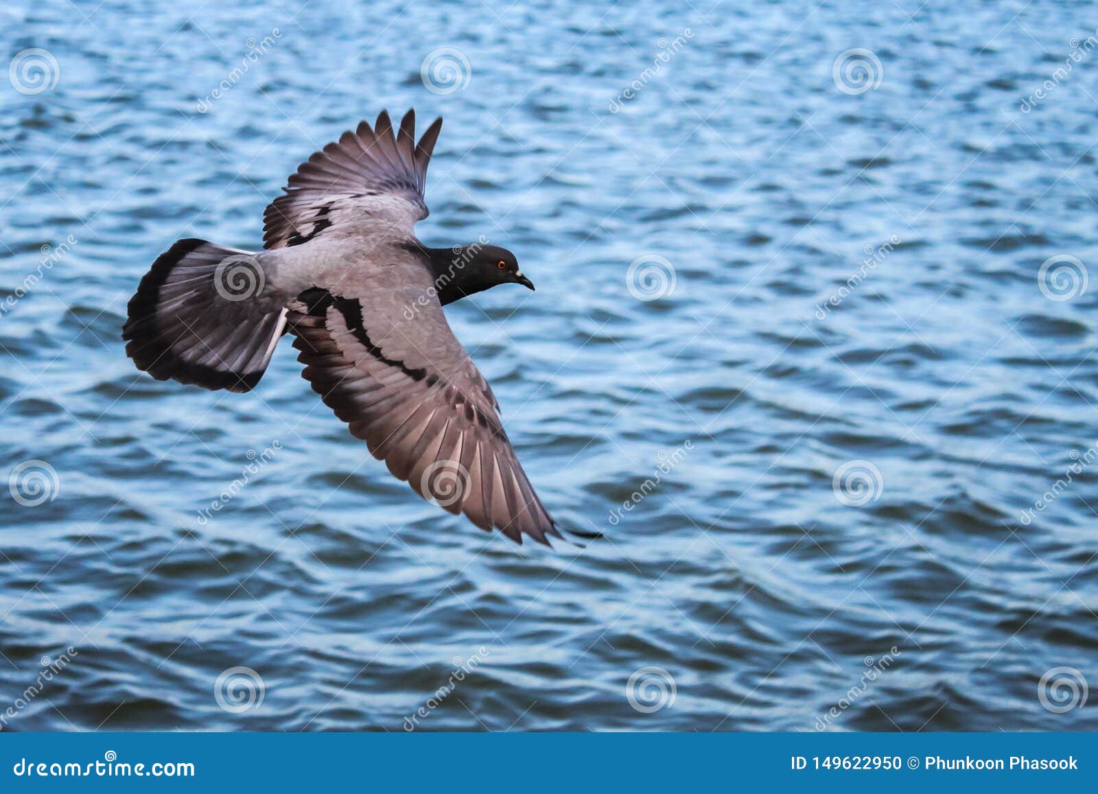 Pigeon Flying Over the Water, with Clipping Path Stock Photo - Image of ...