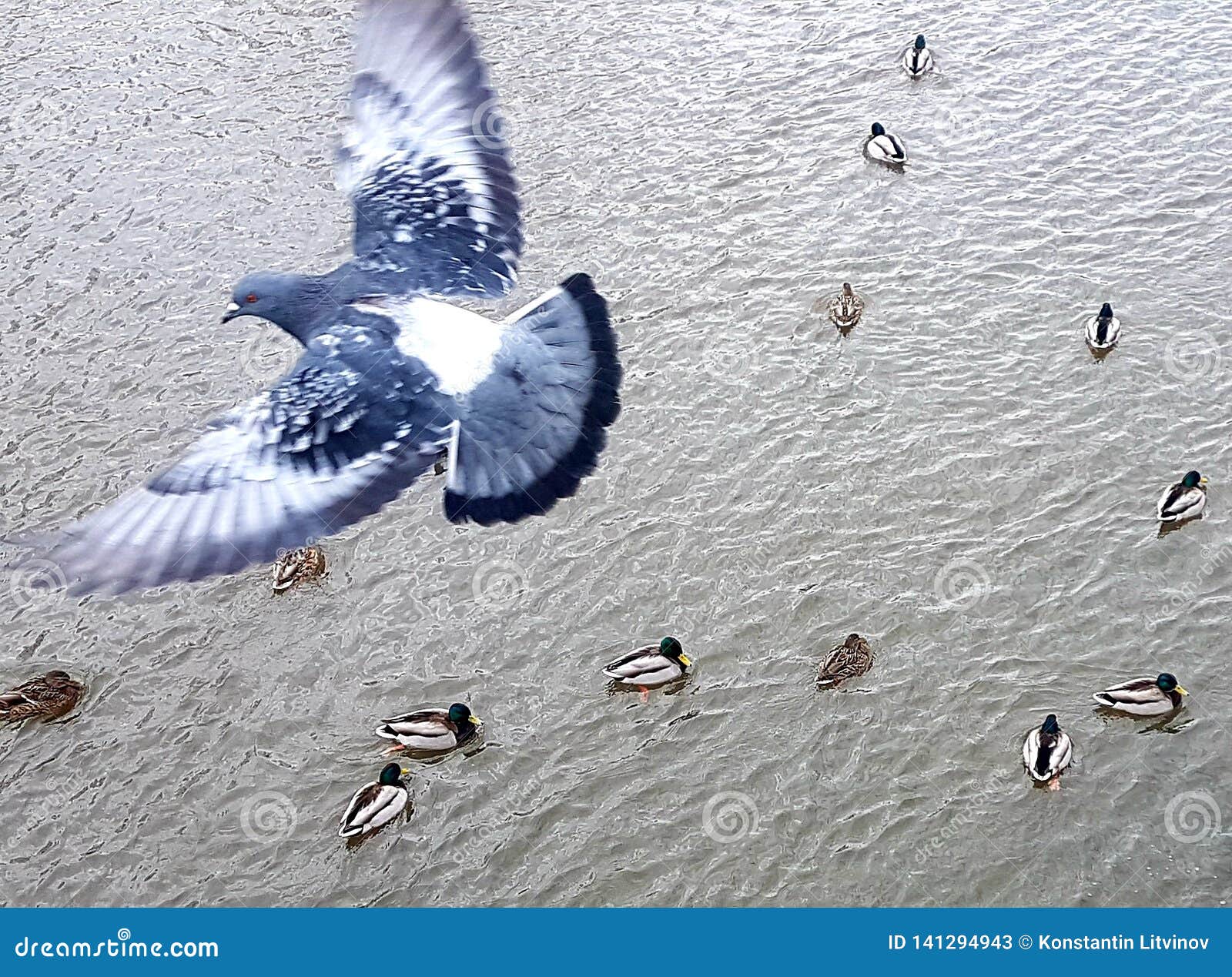 Pigeon Flying Over Water and Floating Ducks Top View Stock Image ...