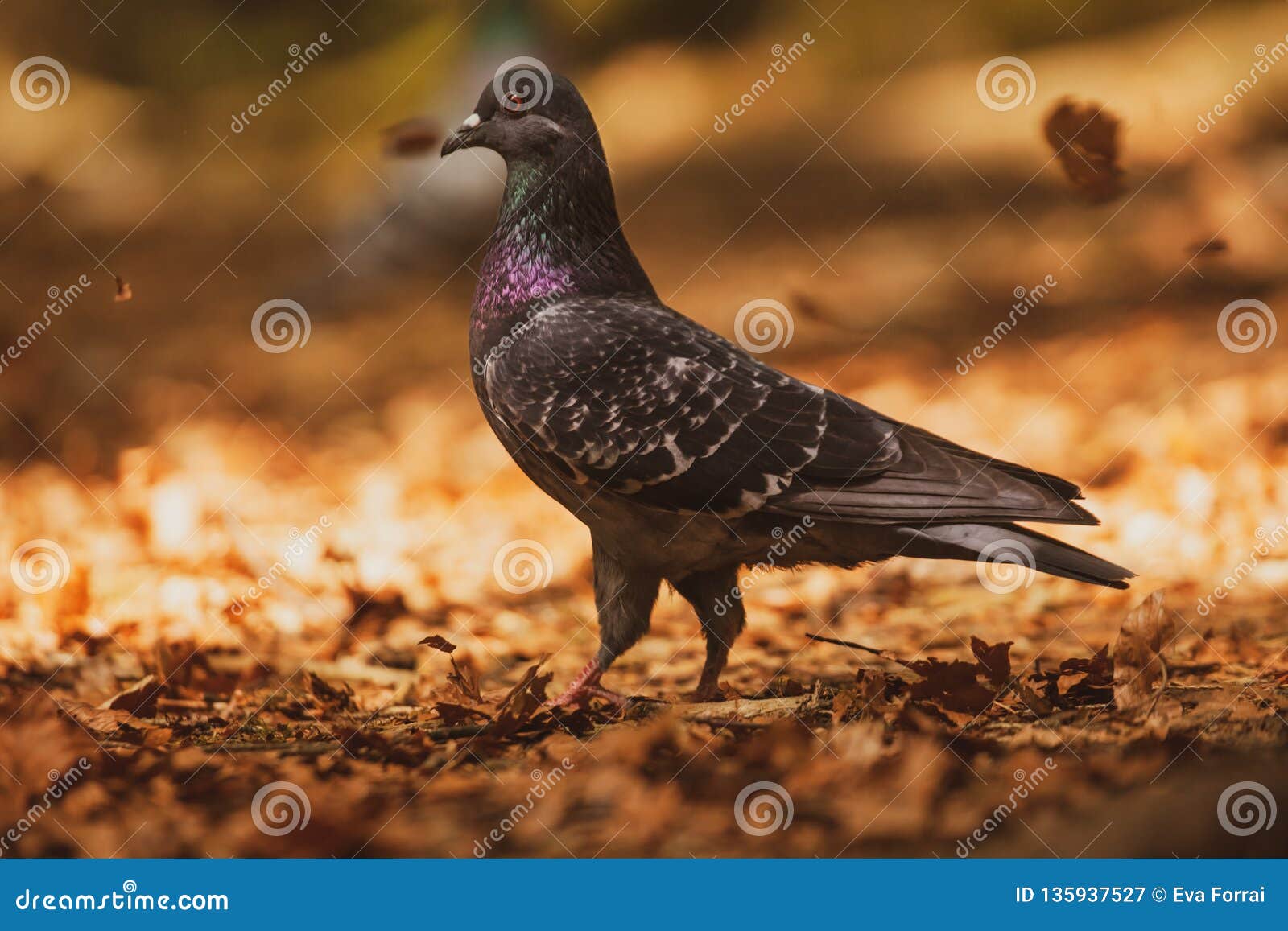 Pigeon in the forest stock image. Image of forest, nuts - 135937527