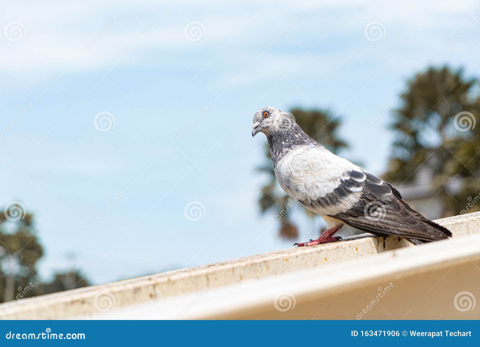 Pigeon Fort Pigeon Regarde Leurs Ennemis Photo stock - Image du forêt ...