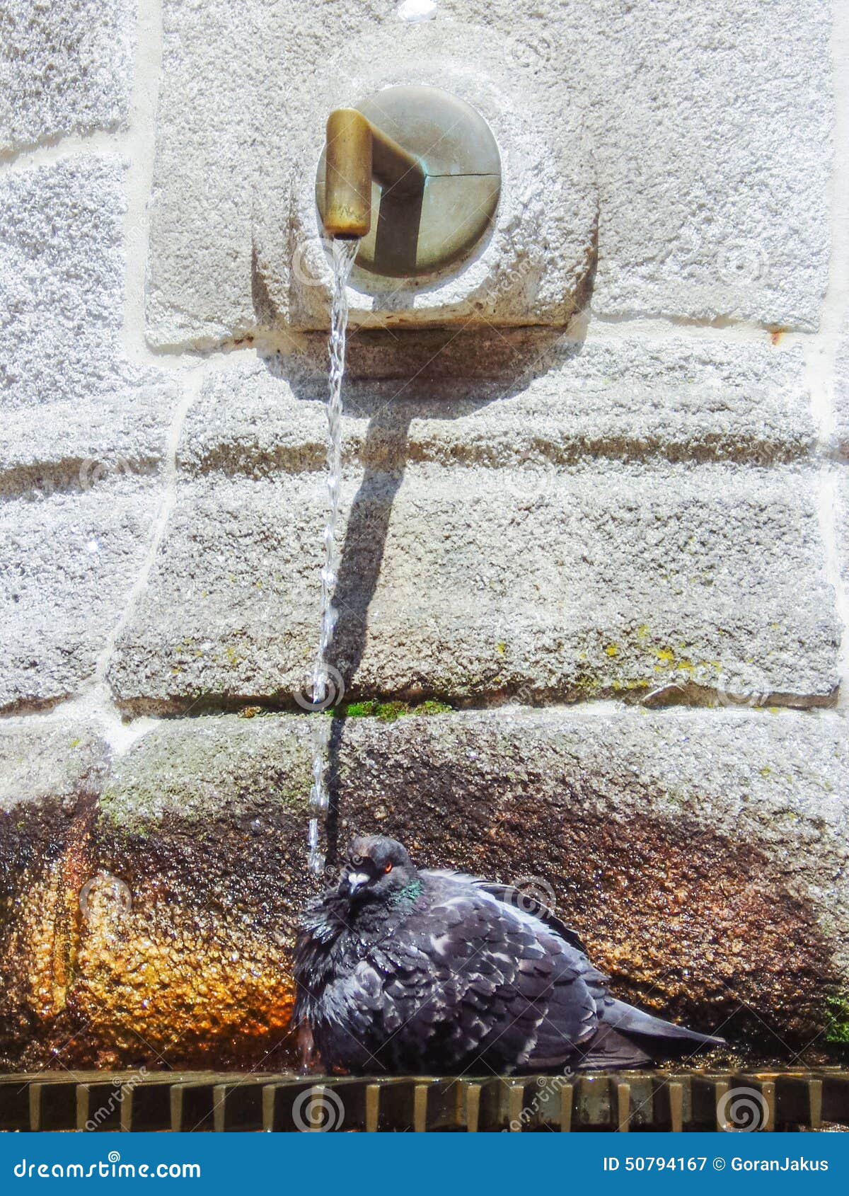 Pigeon on fountain stock image. Image of beige, city - 50794167