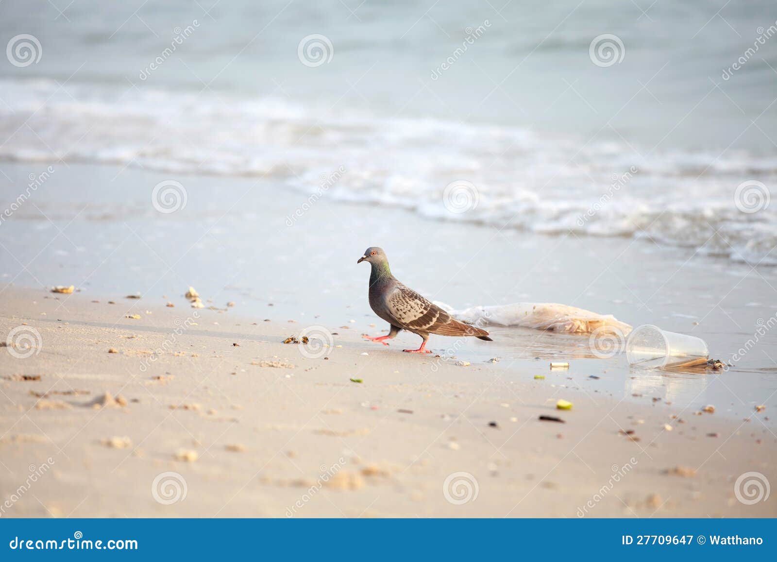 Pigeon with Garbage on the Beach Stock Image - Image of damage ...