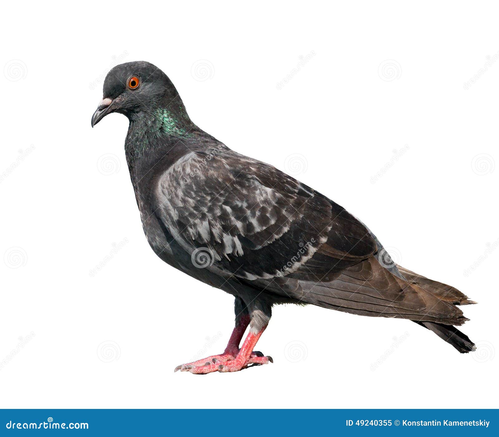 21,593 Pigeon Gray Stock Photos - Free & Royalty-Free Stock Photos from ...
