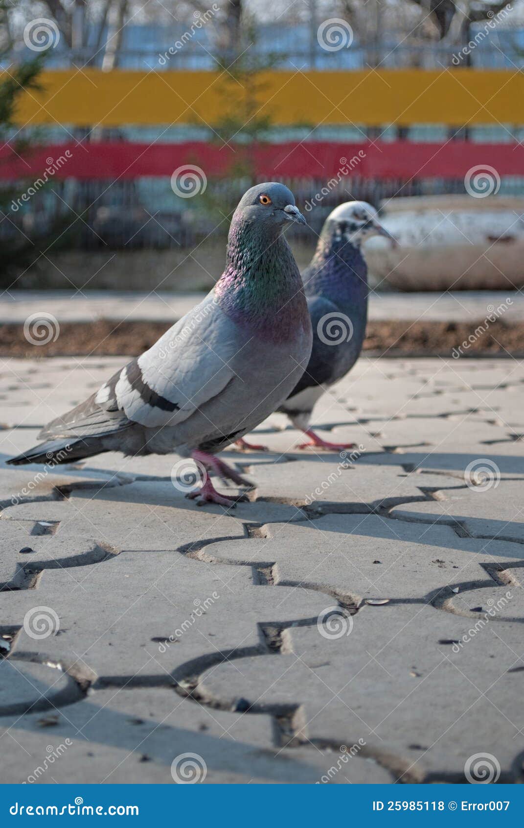 Pigeon on the ground stock photo. Image of nature, group - 25985118