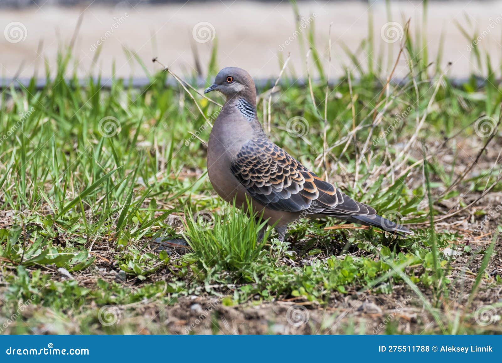 Pigeon on the Ground in the Park Stock Photo - Image of beak, flower ...