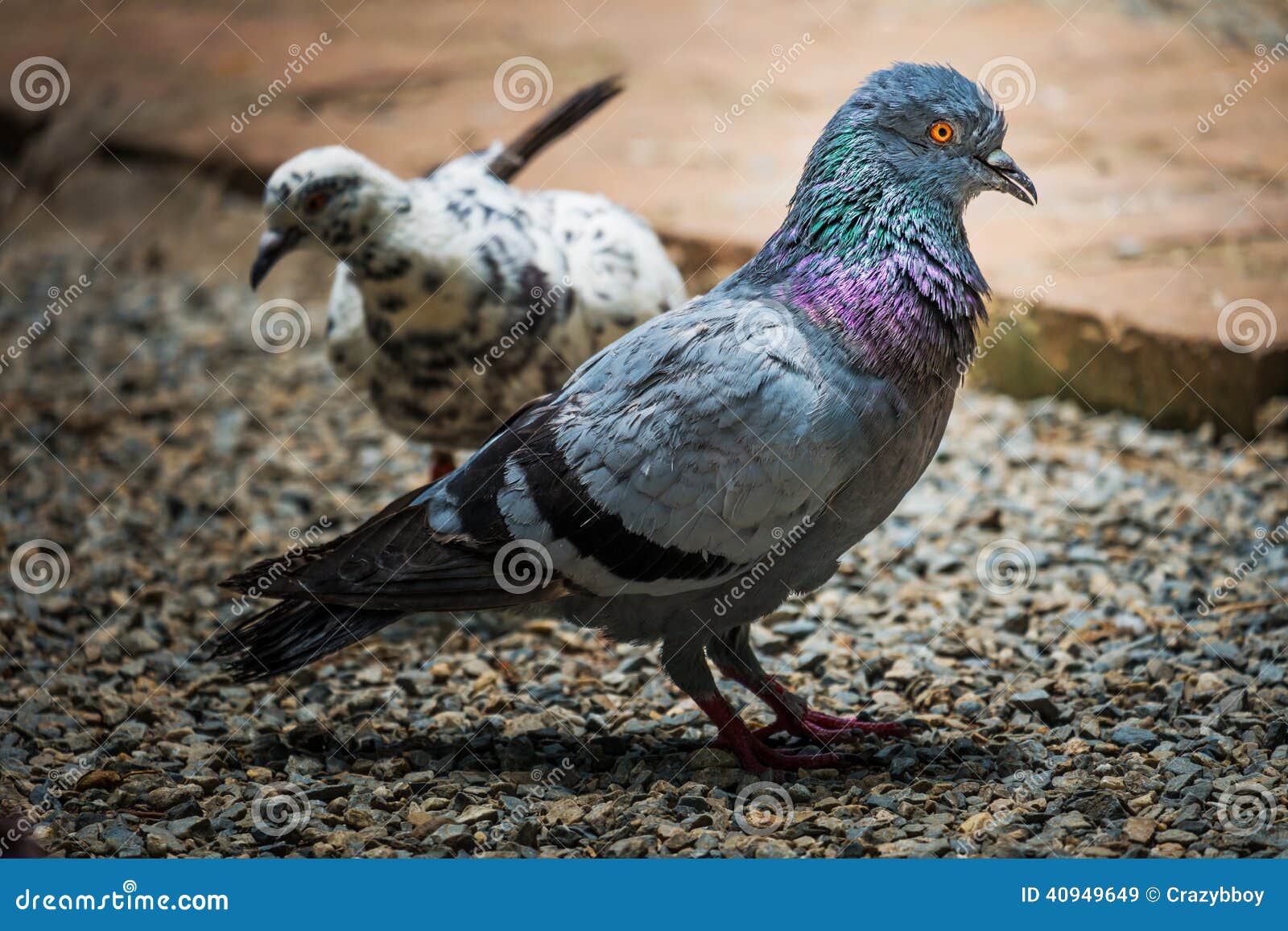 Pigeon on the ground stock image. Image of colour, animal - 40949649