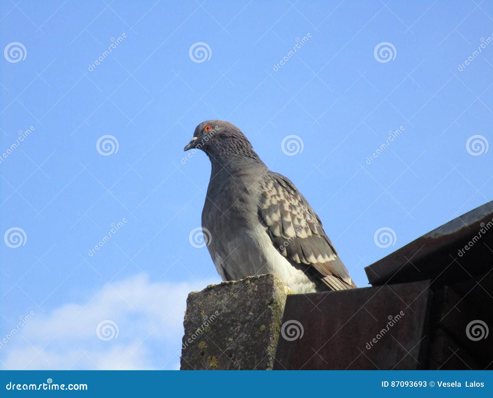 Pigeon guard stock image. Image of roof, curious, pigeon - 87093693
