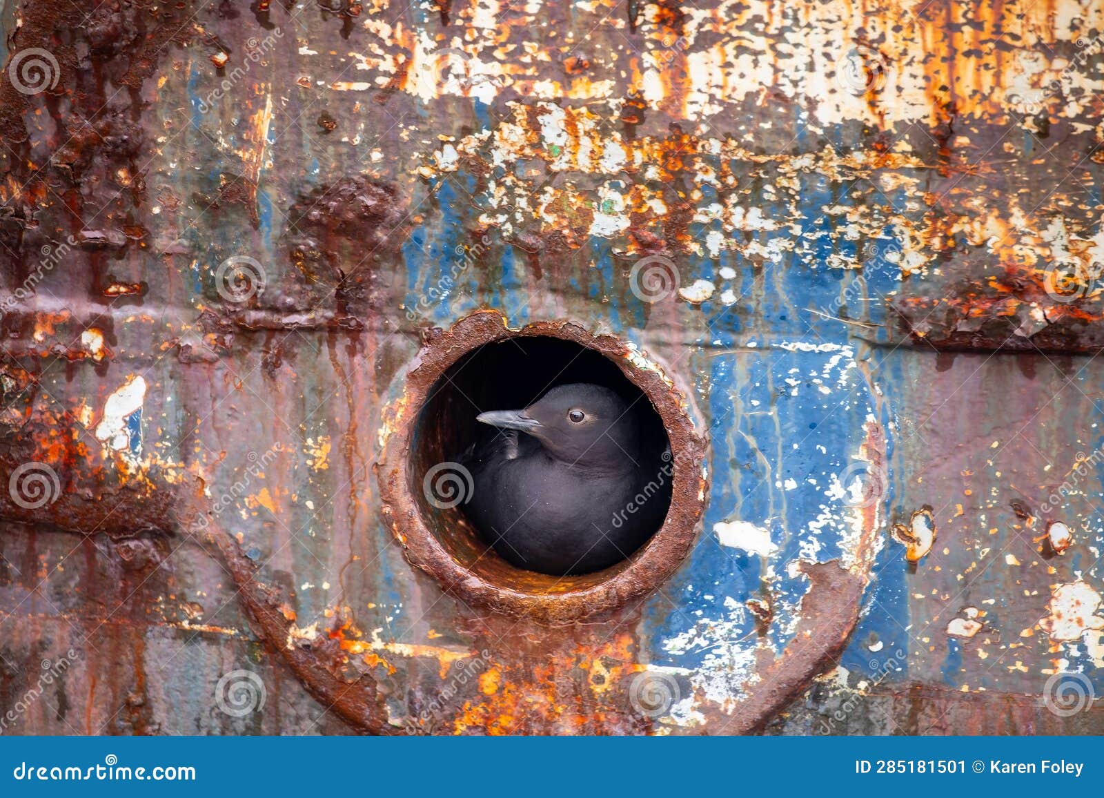 Pigeon Guillemot stock image. Image of columba, wild - 285181501