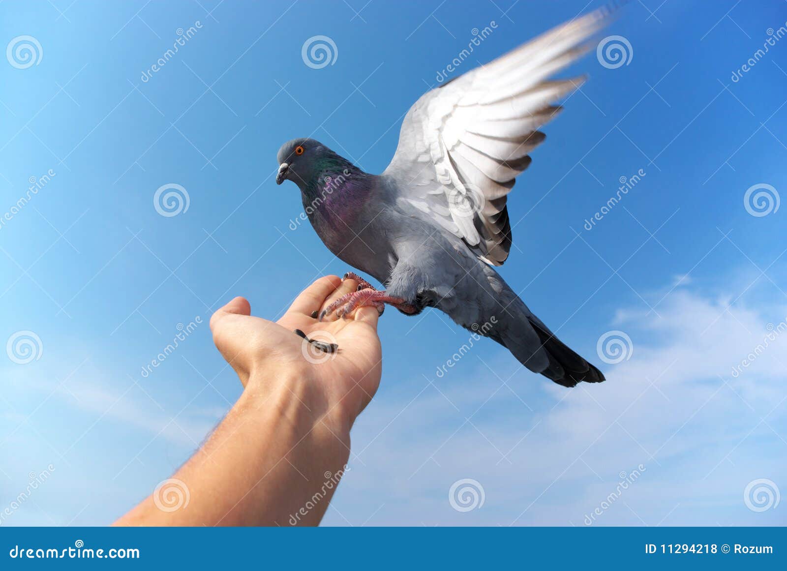 Pigeon In Vet Hand On X-ray. Bird X-ray, Animal Veterinary Radiography ...