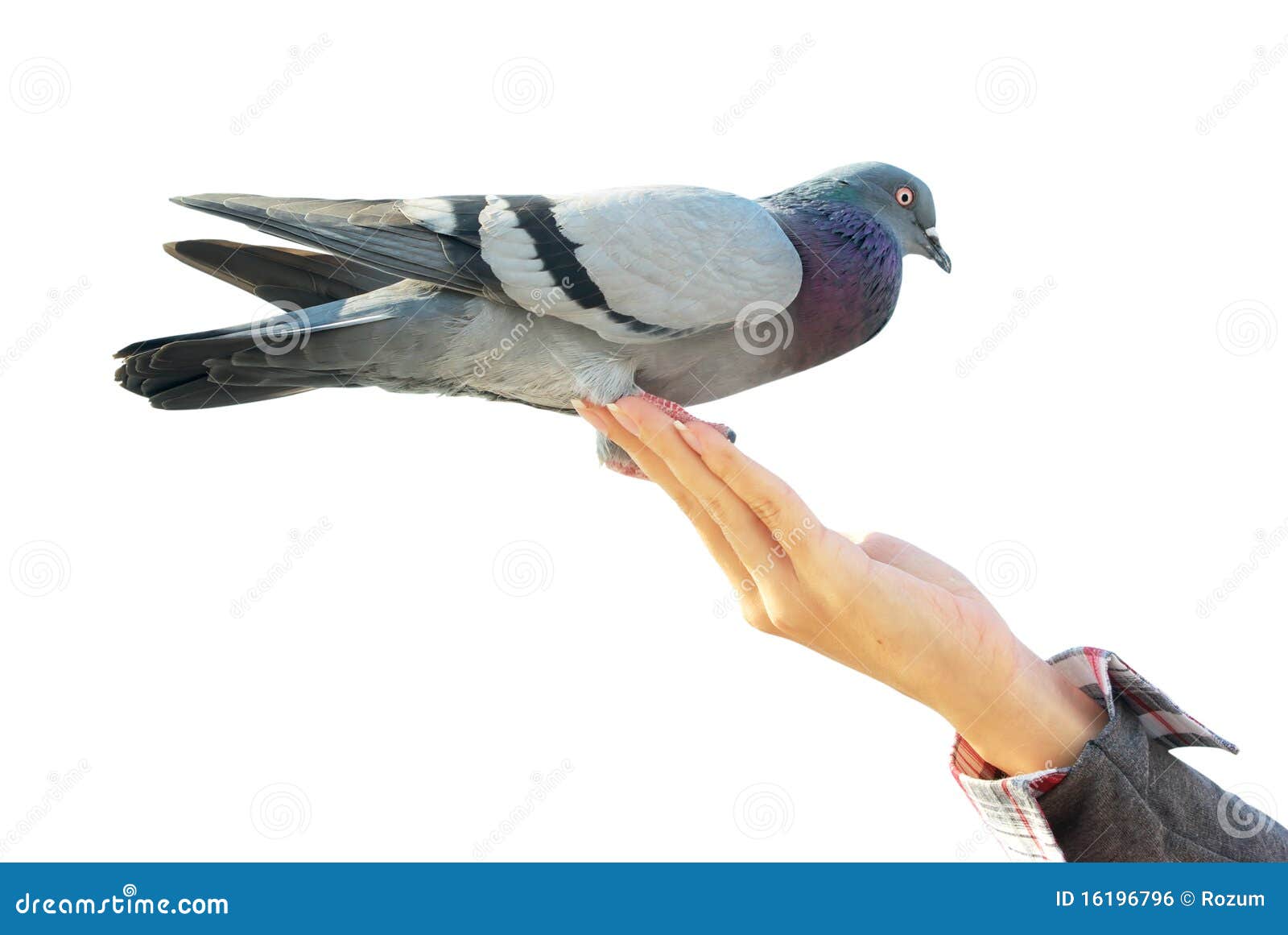 Pigeon on hand stock photo. Image of beauty, hold, concept - 16196796