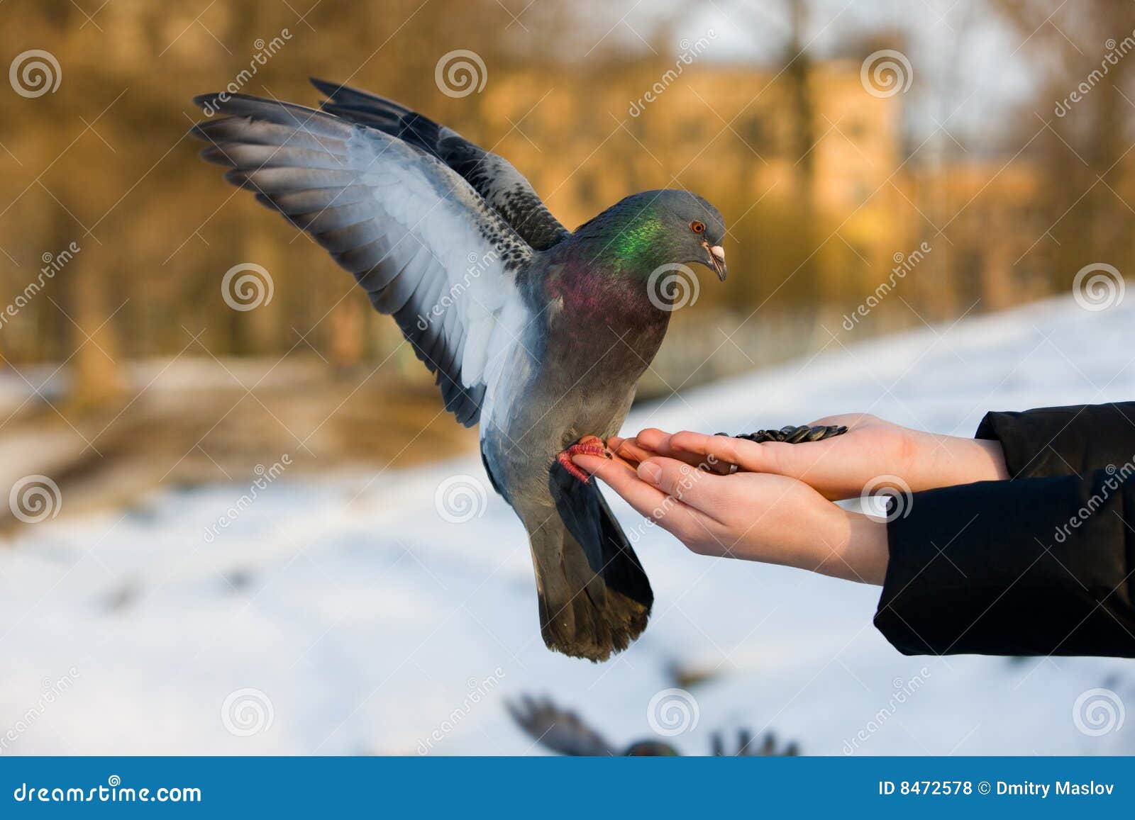 Pigeon on hand stock photo. Image of pigeons, park, flying - 8472578