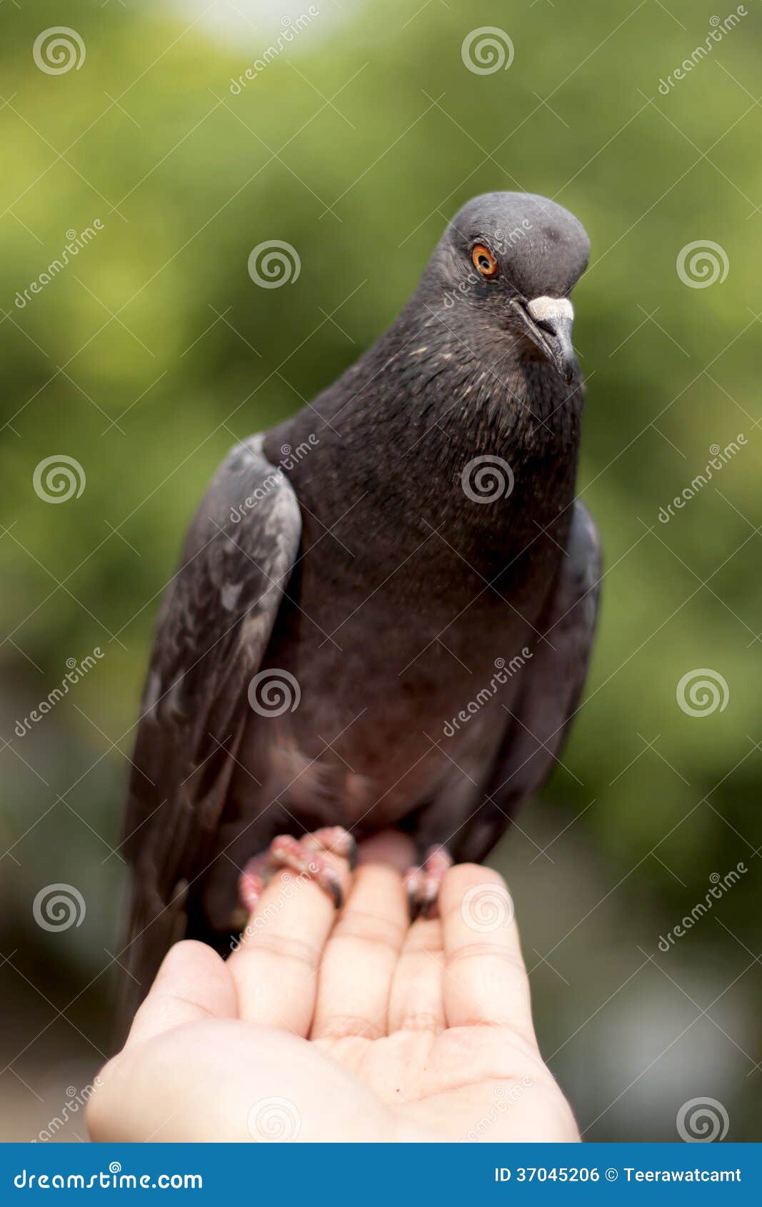 Pigeon on the hand stock photo. Image of friend, feed - 37045206