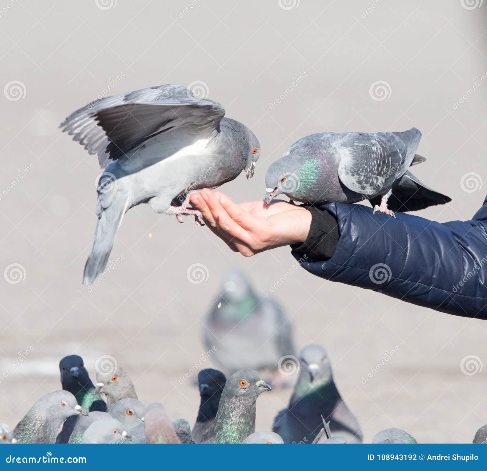 Pigeon on the Hand on Nature Stock Photo - Image of feral, urban: 108943192