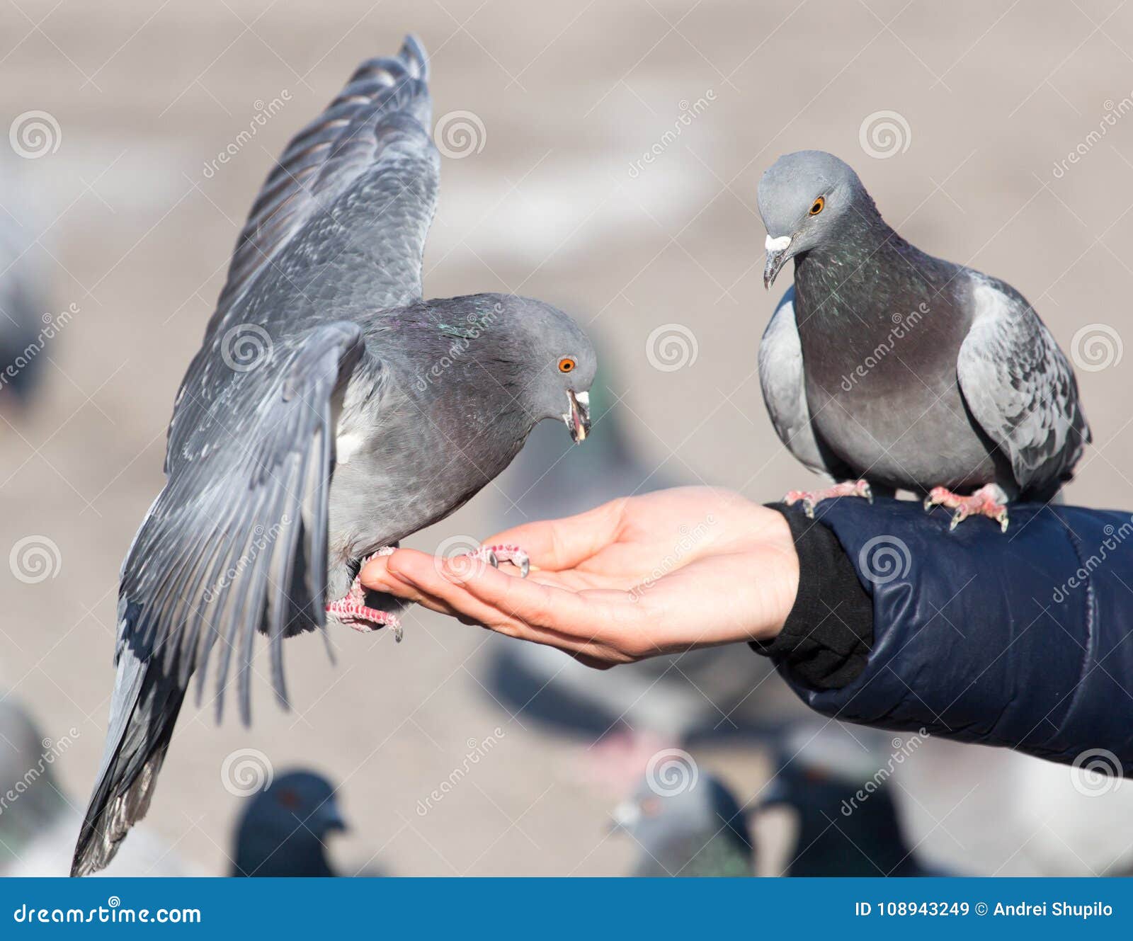 Pigeon on the Hand on Nature Stock Image - Image of wildlife, feather ...