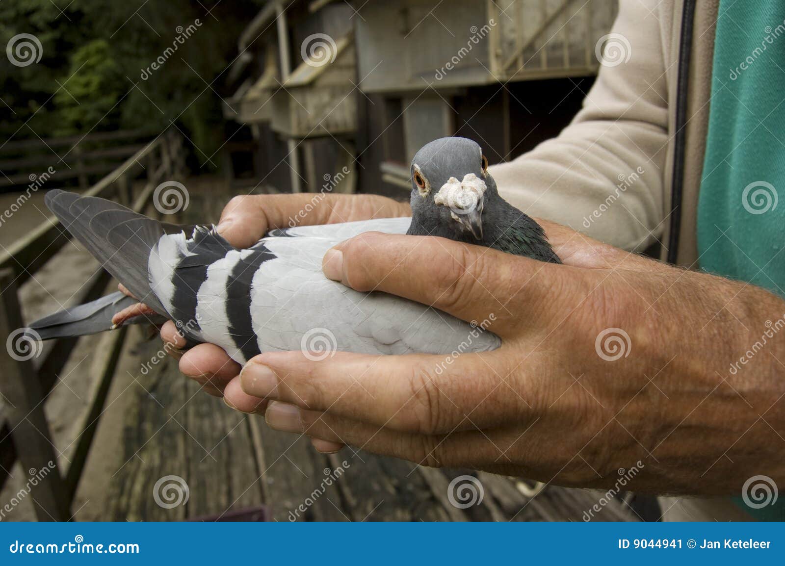 Pigeon In The Hands Of His Owner Picture. Image: 9044941