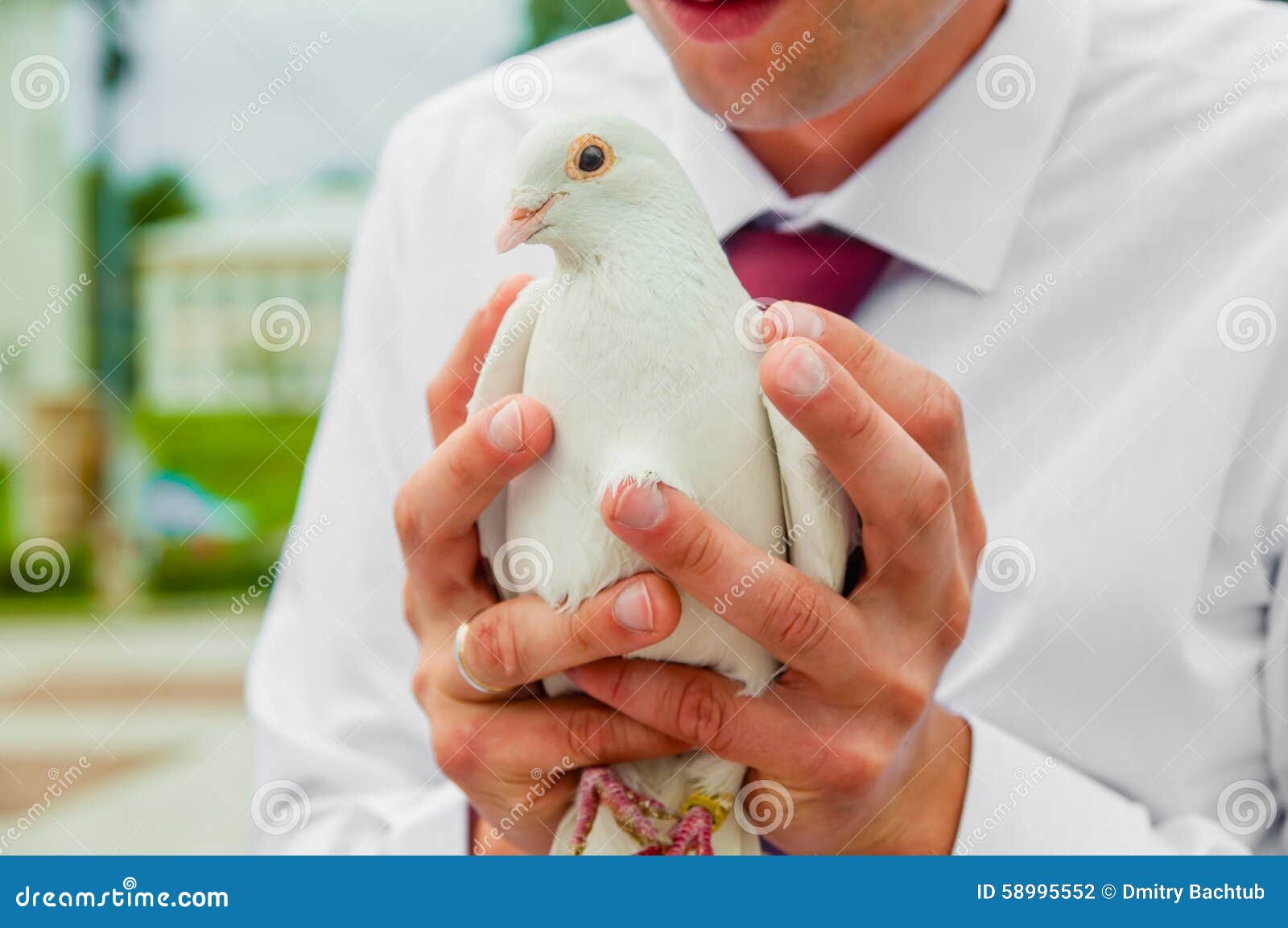 Pigeon in hands stock photo. Image of cultures, bridegroom - 58995552