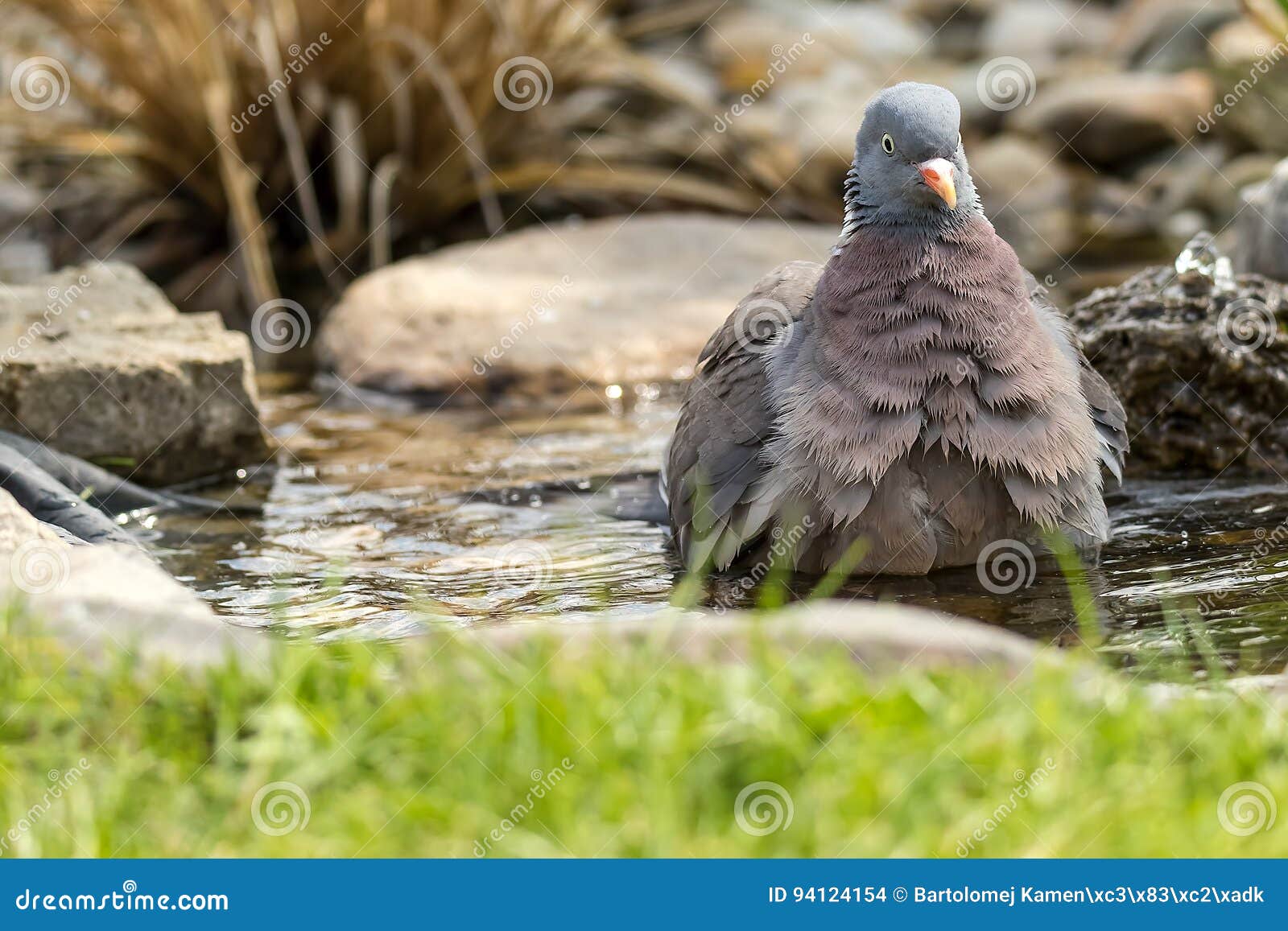 Pigeon is Having Bath during Hte Hot Day Stock Photo - Image of ...