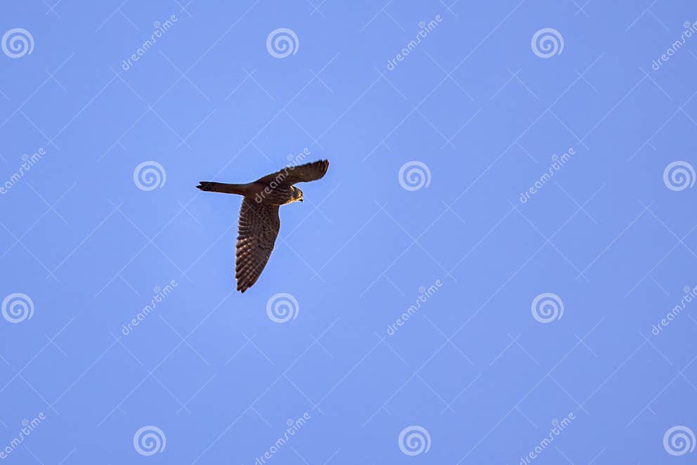 Pigeon Hawk in Flight Isolated on the Sky Stock Image - Image of prey ...
