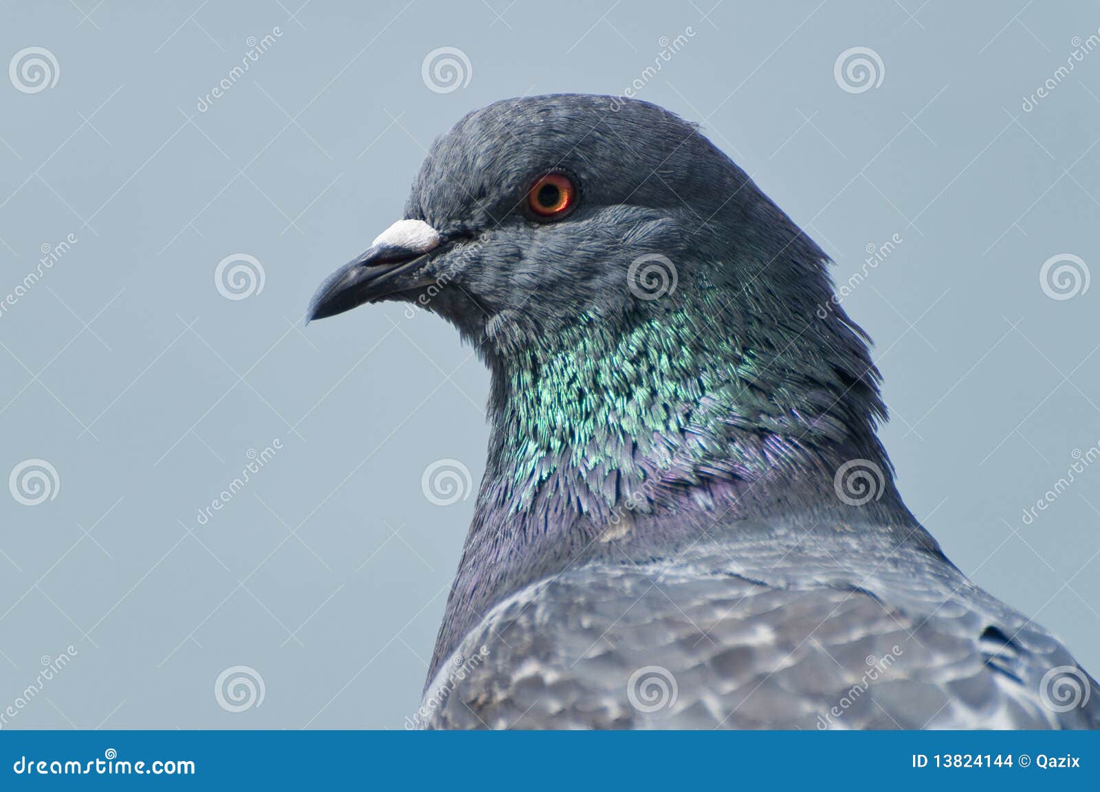Pigeon head stock photo. Image of silhouette, eyes, wild - 13824144