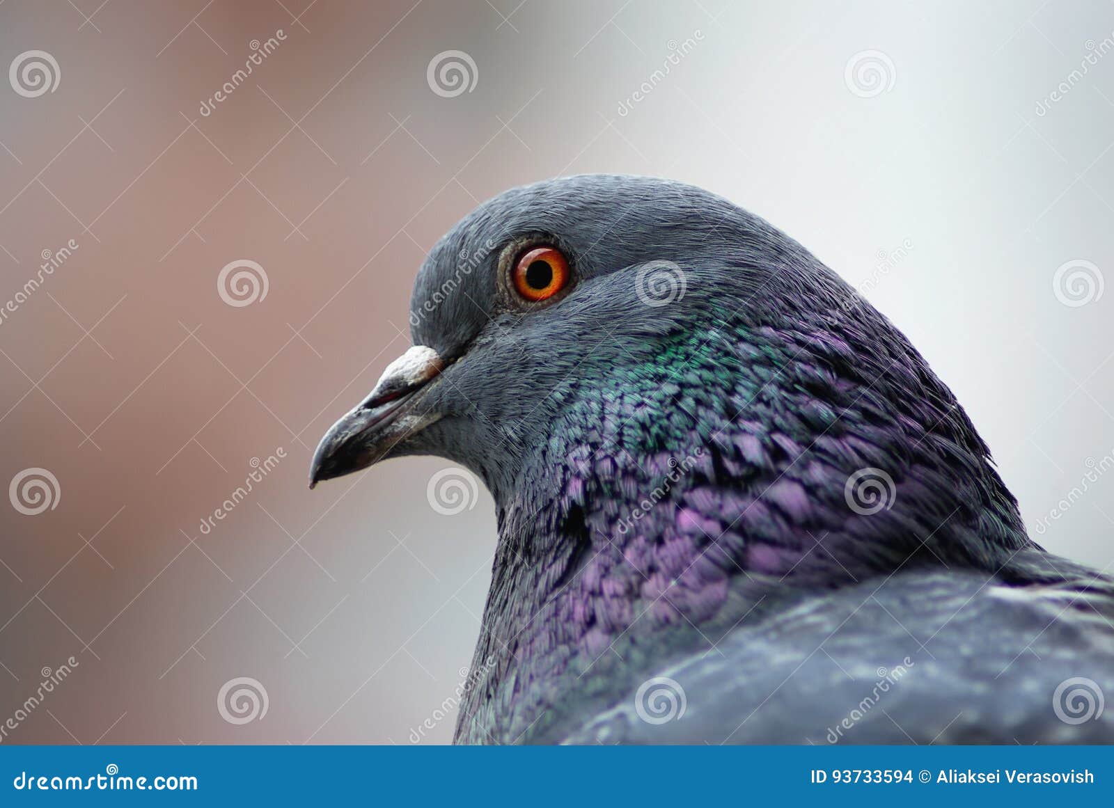 Pigeon head close up stock photo. Image of nature, love - 93733594