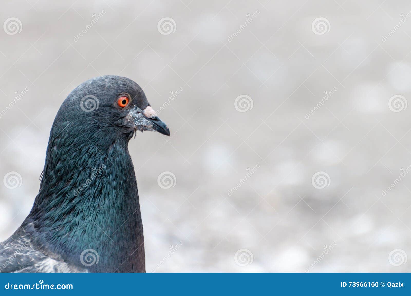 Pigeon head stock photo. Image of wild, side, profile - 73966160