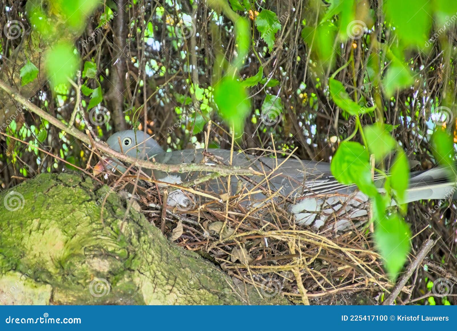 Pigeon hiding in a tree stock photo. Image of front - 225417100
