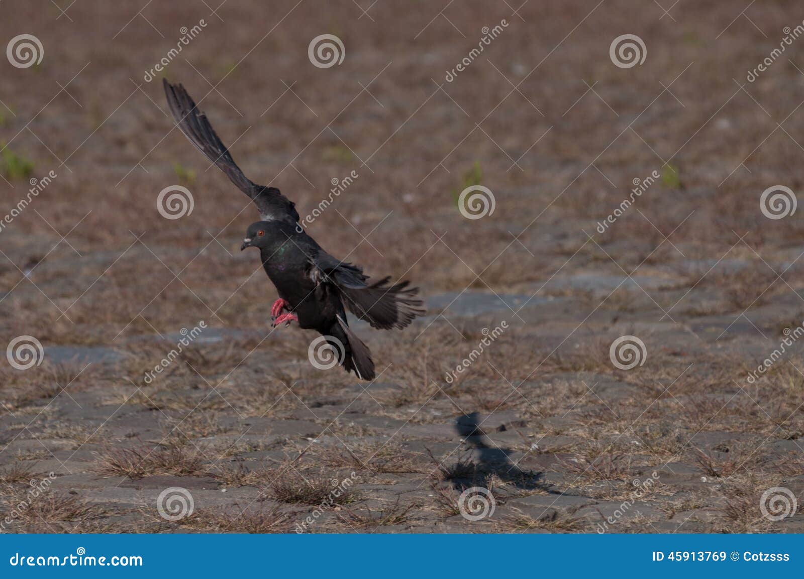 Pigeon and his shadow stock image. Image of bird, daylight - 45913769