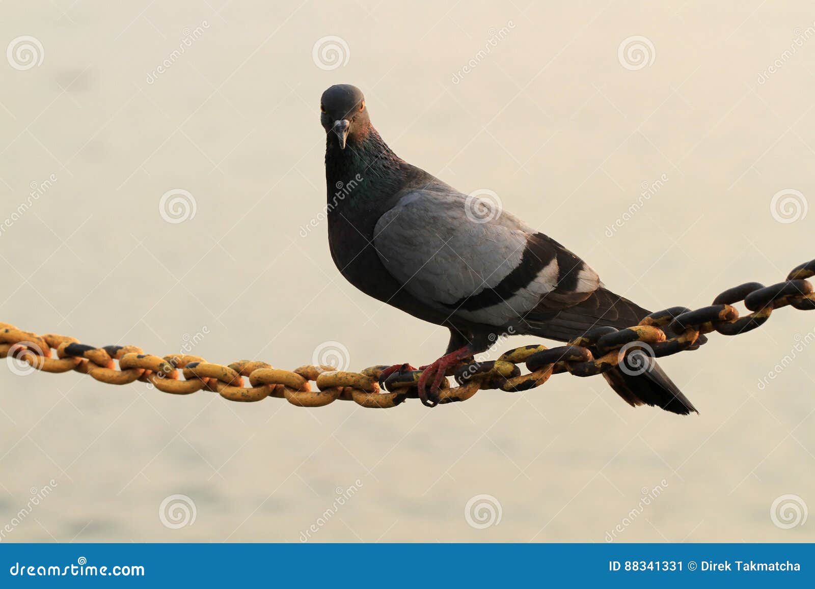 Pigeon Hold Chain String Stock Photos - Free & Royalty-Free Stock ...