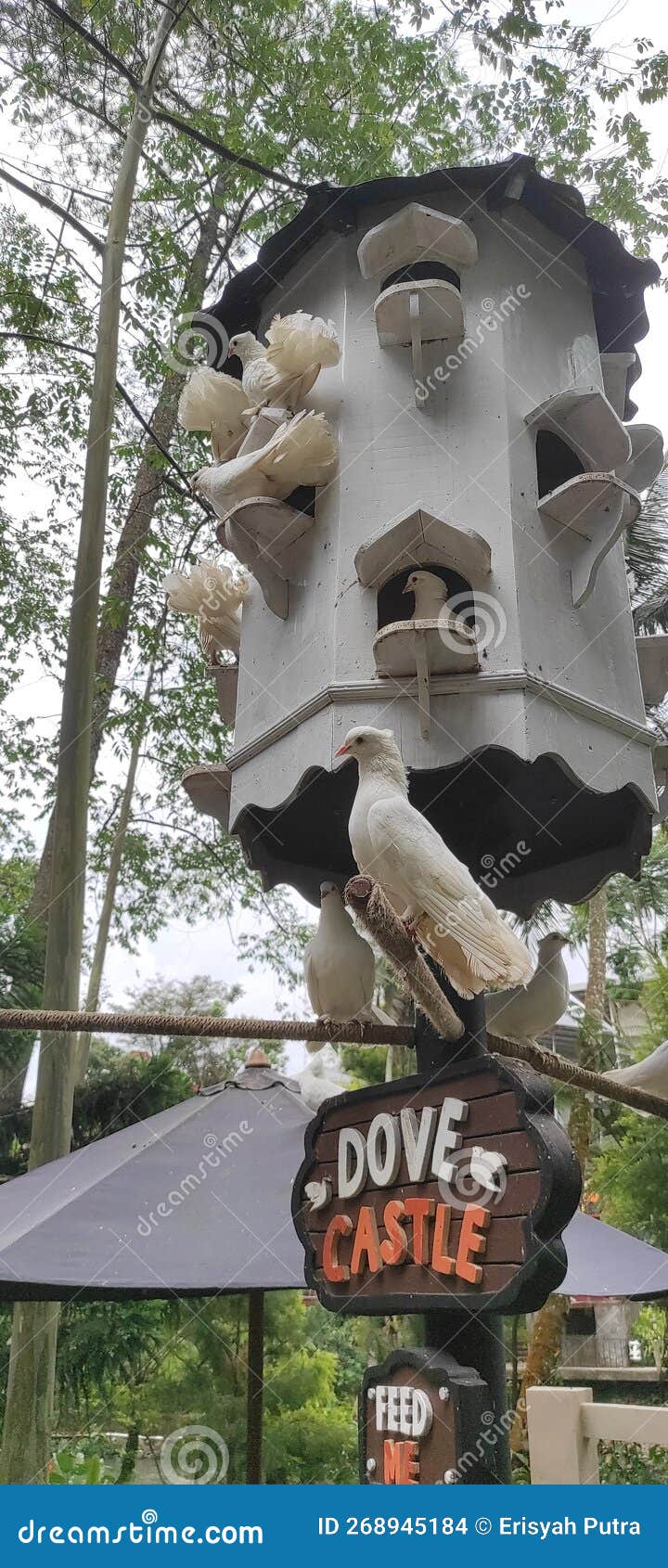 Pigeon house stock photo. Image of bird, lighting, flower - 268945184