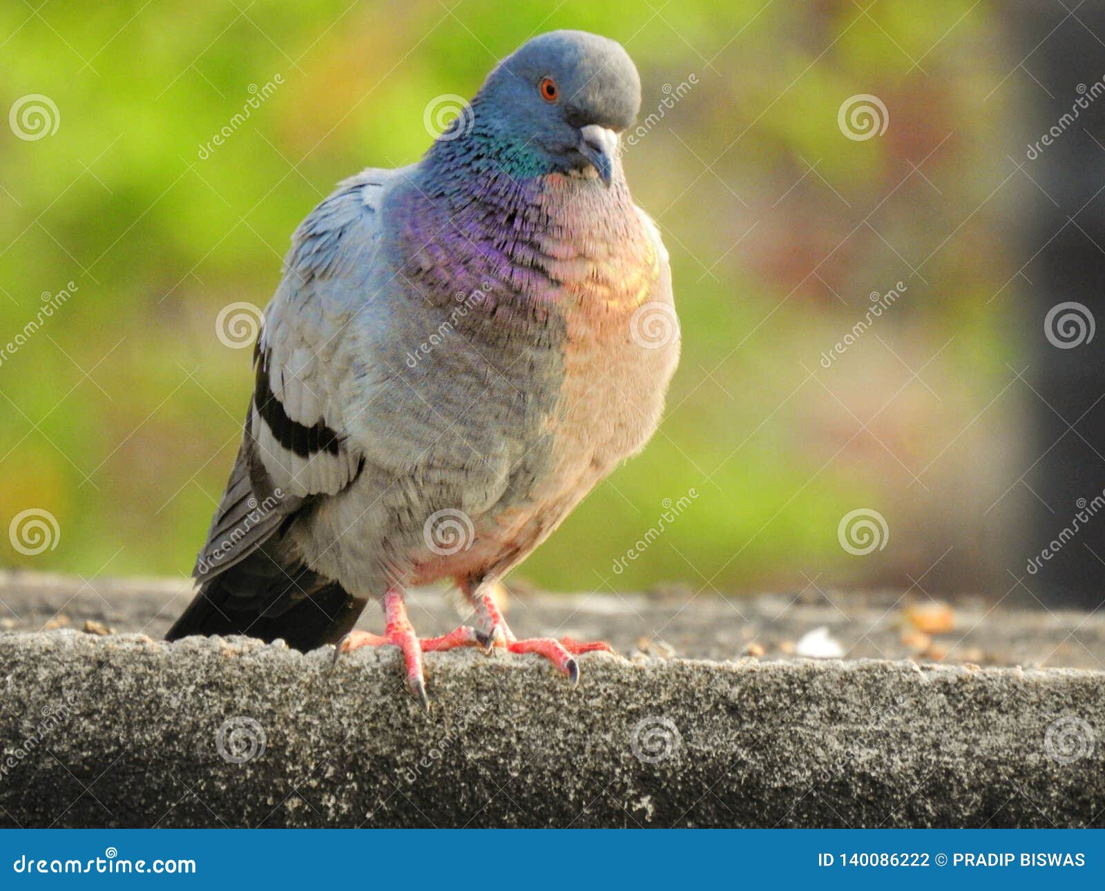 Pigeon stock photo. Image of beautiful, pigeon, bird - 140086222