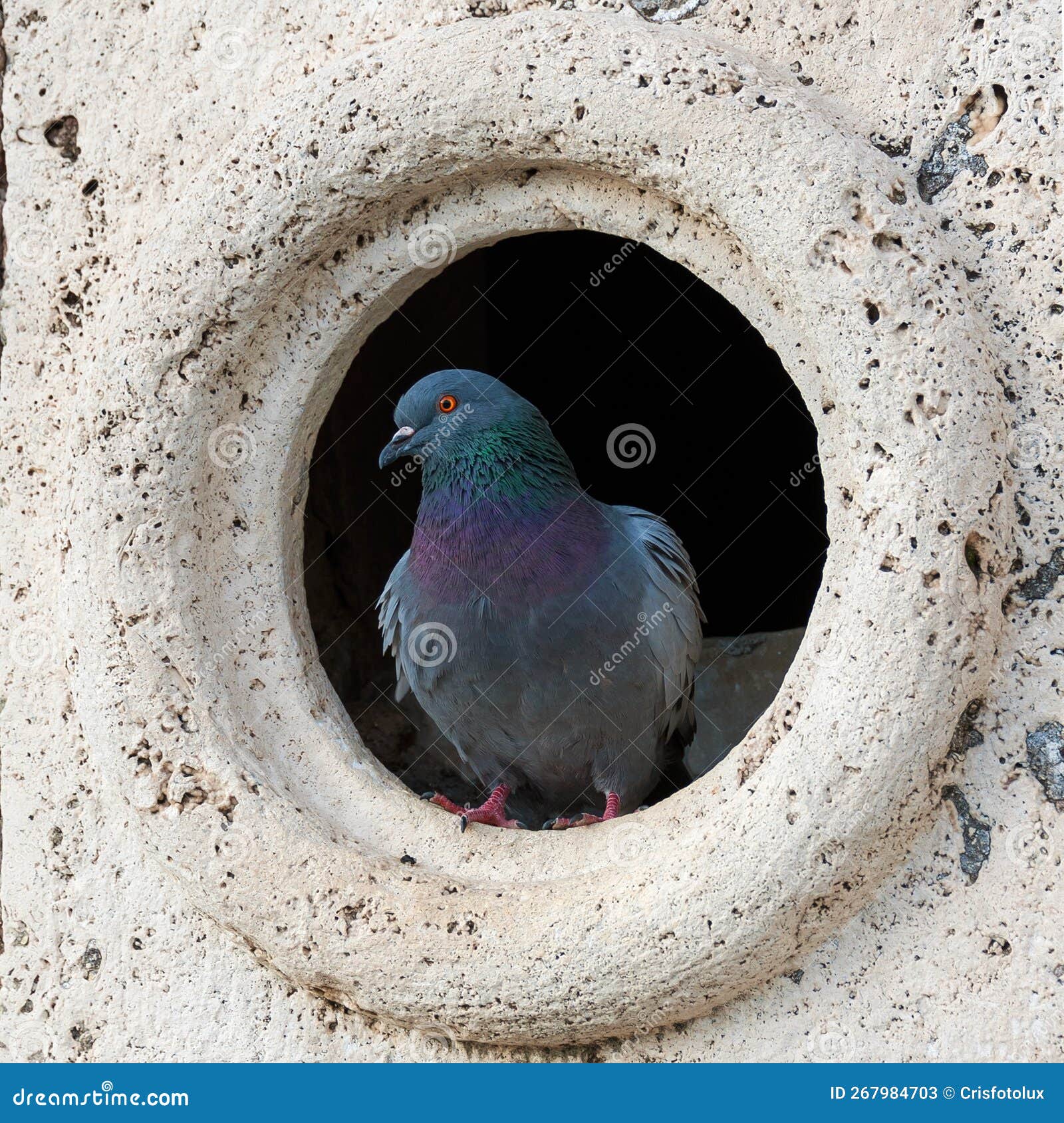 Pigeon in circle stock image. Image of round, animal - 267984703