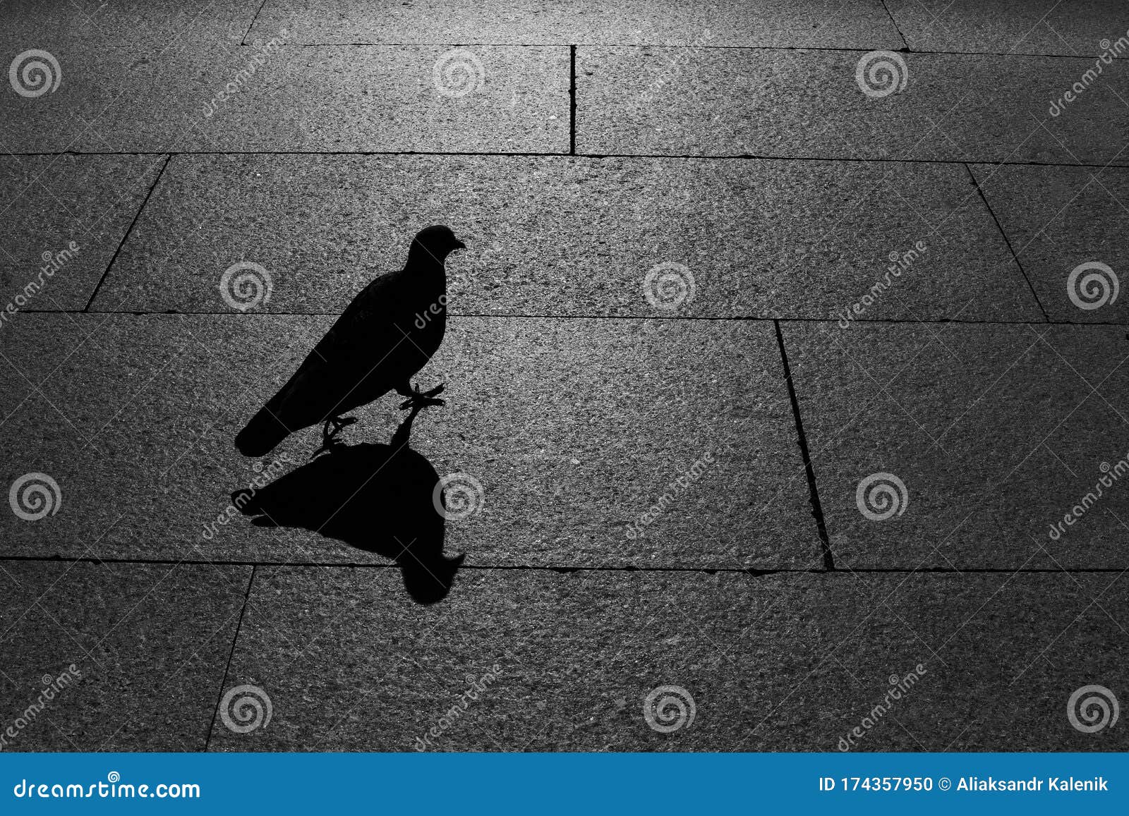 Pigeon and Its Shadow on the Sidewalk Stock Photo - Image of head ...