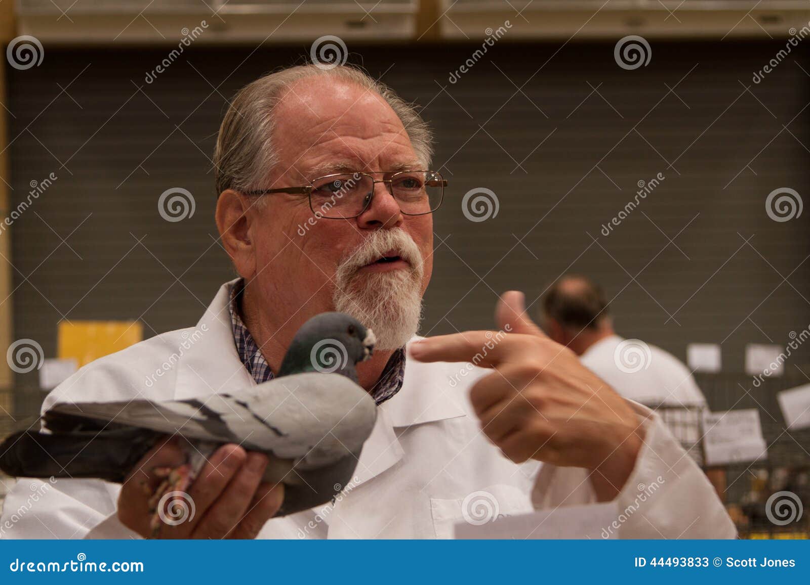 Pigeon Judge editorial stock photo. Image of contest - 44493833