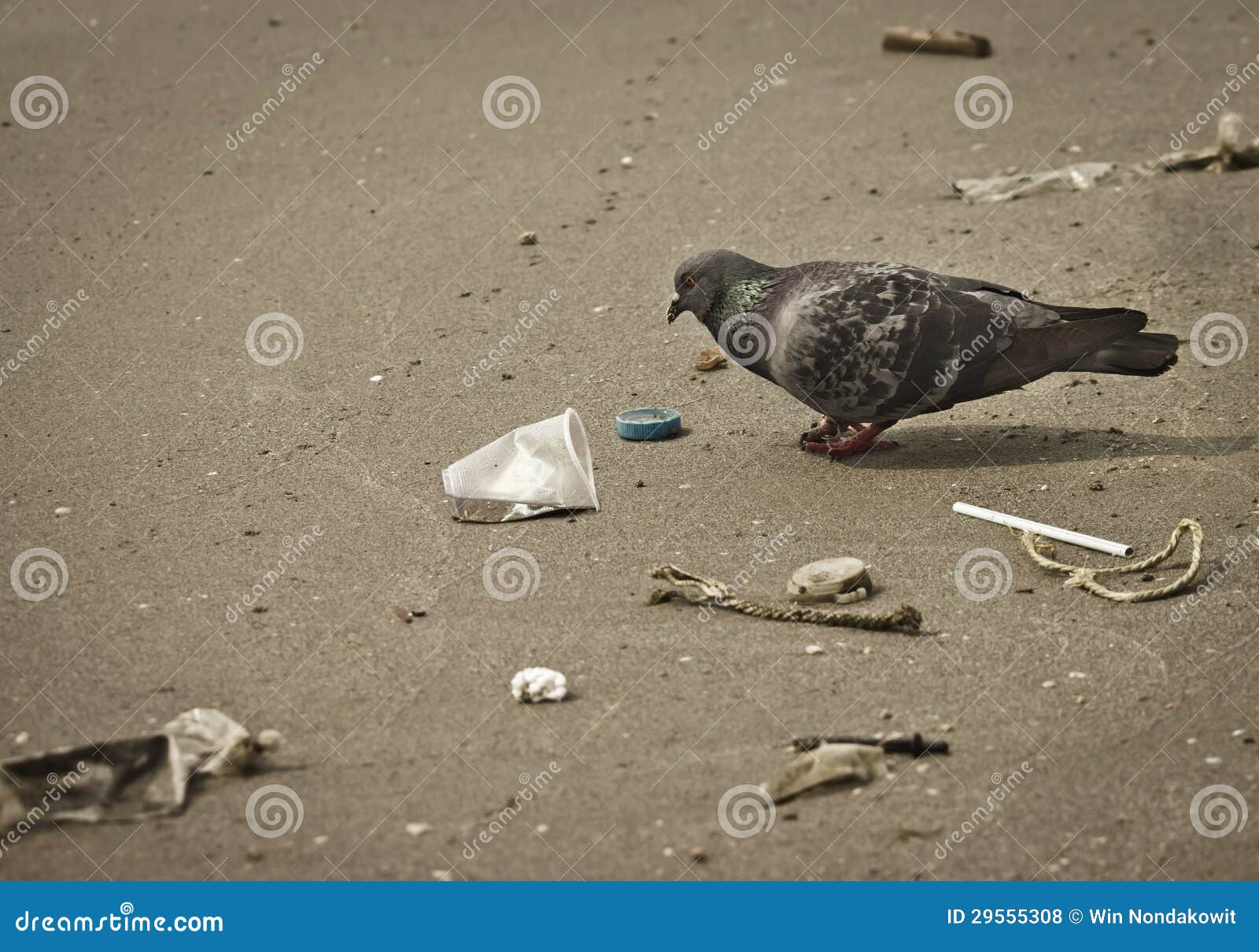 Pigeon and junk stock photo. Image of ocean, island, garbage - 29555308