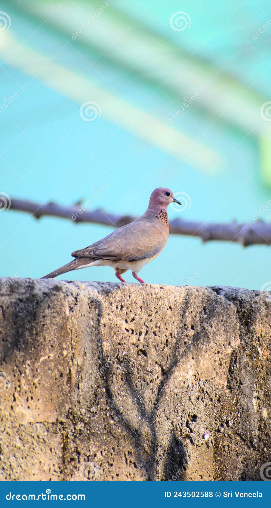 Pigeon, Laughing Dove. Exotic Veterinarian Takes Care Of Orphan Bird ...