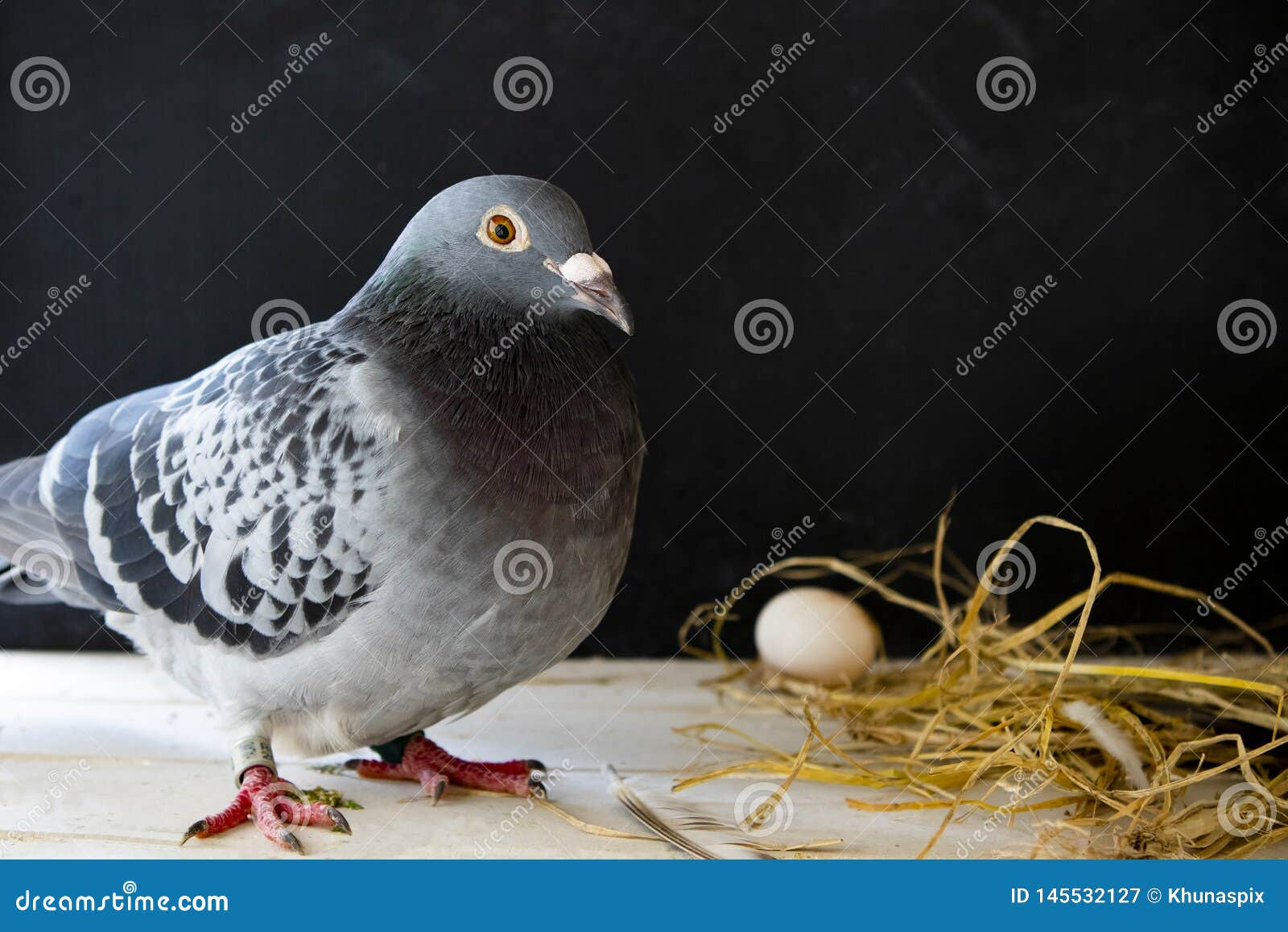 Pigeon Laying Egg in Home Loft Stock Image - Image of embryo, behavior ...