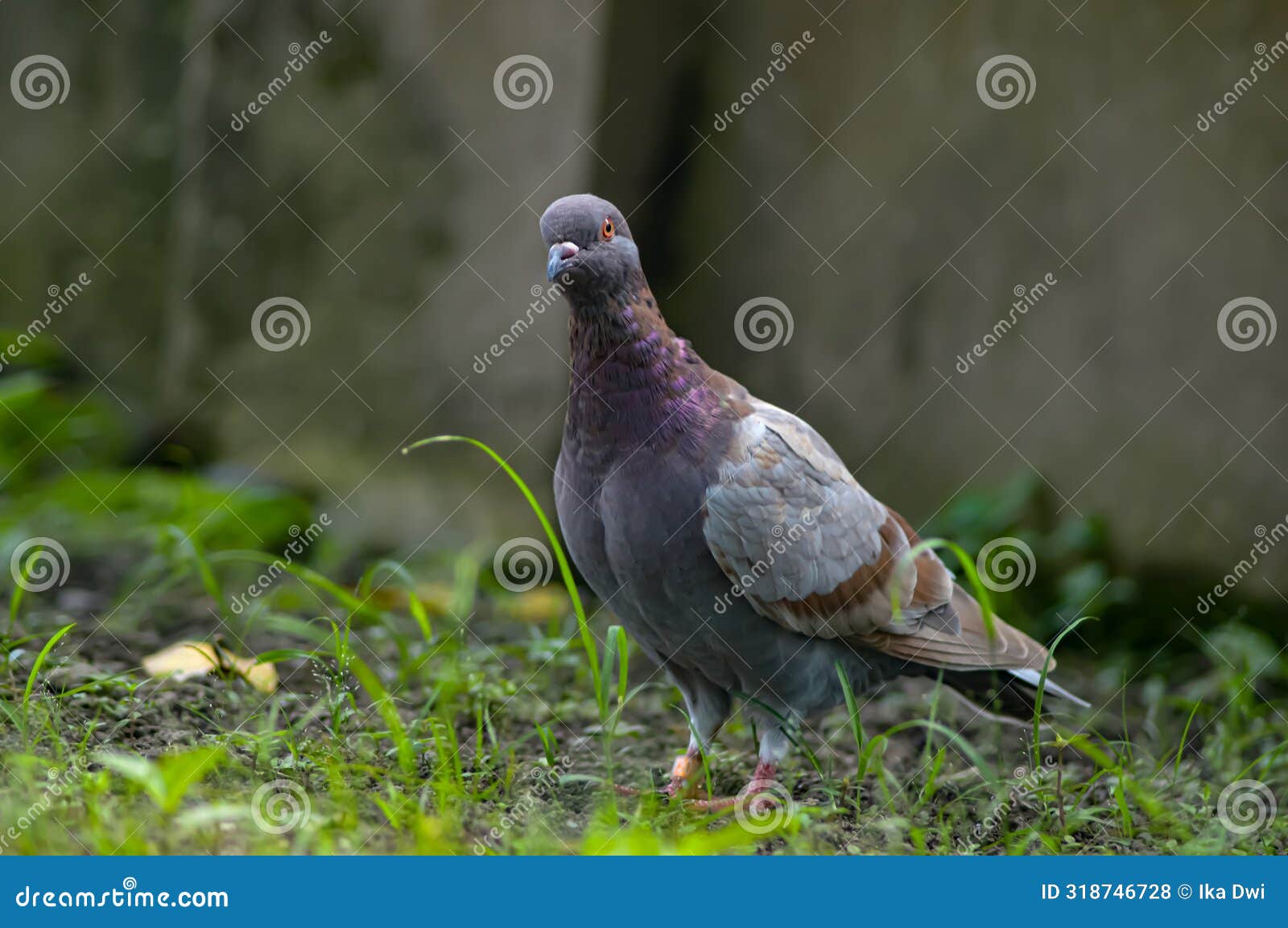 Pigeon looking at camera stock photo. Image of animals - 318746728