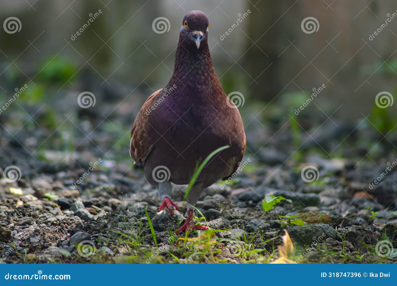 Pigeon looking at camera stock photo. Image of aves - 318747396