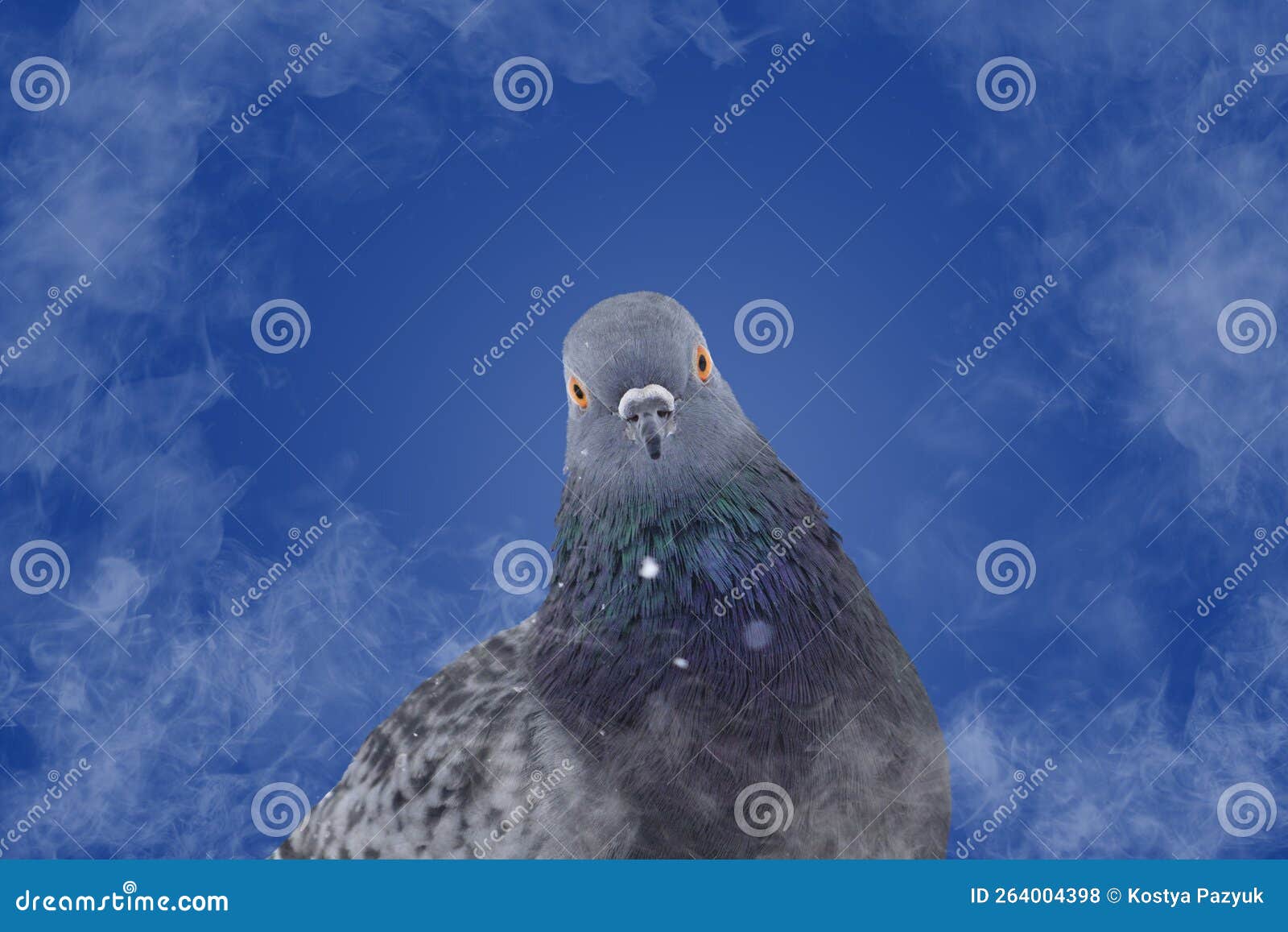 Pigeon Looking at Camera through Smoke Stock Photo - Image of avian ...