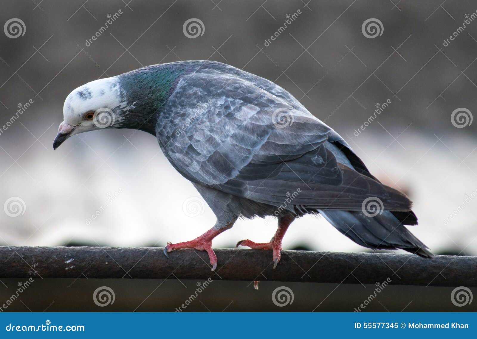Pigeon looking down stock image. Image of head, pipe - 55577345
