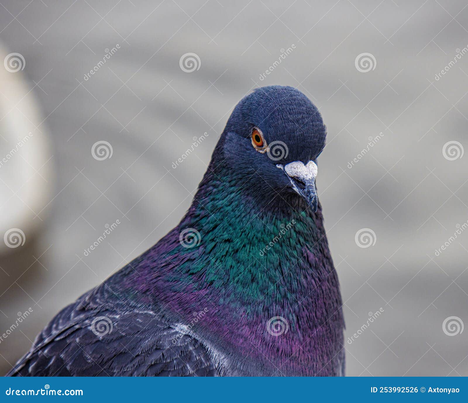 A pigeon looking forward stock photo. Image of nature - 253992526