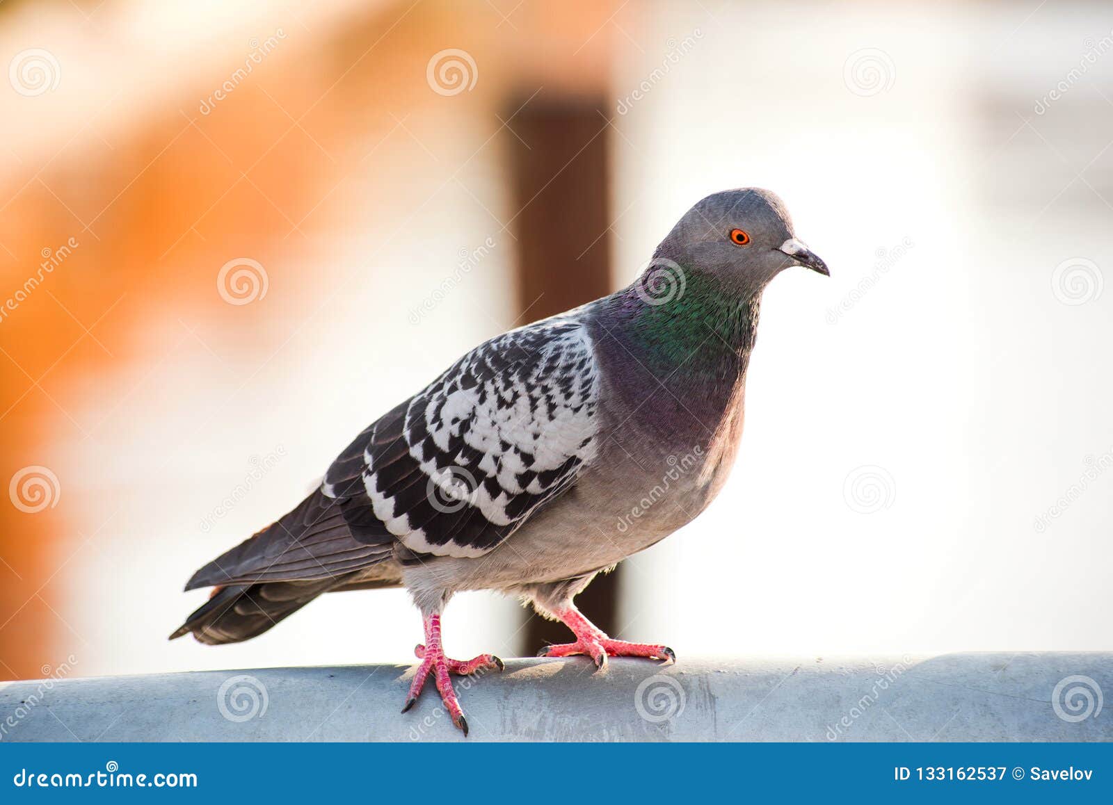 Pigeon Looking into the Frame Stock Image - Image of beauty, freedom ...