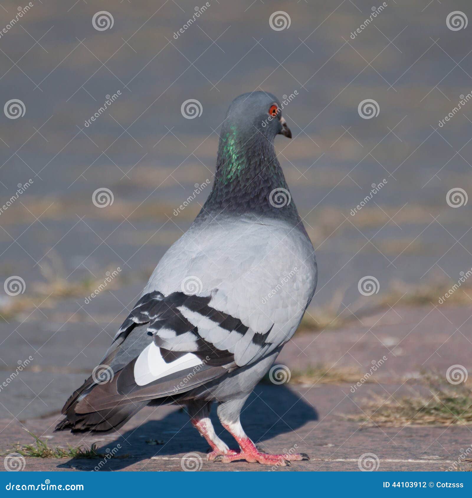 Pigeon Looking To the Right Stock Photo - Image of nature, attentive ...