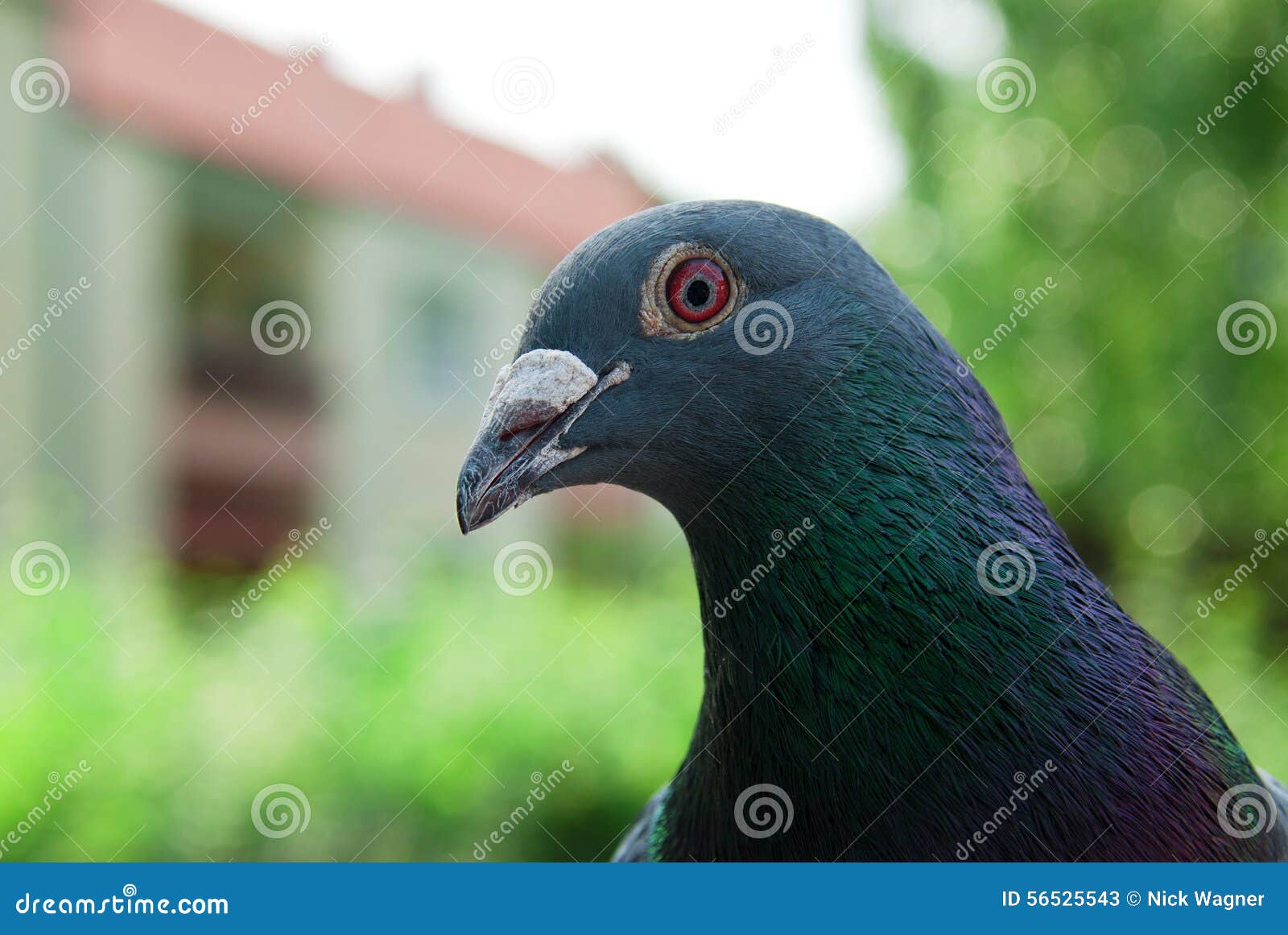 Pigeon Looks into the Camera Stock Image - Image of mark, sweet: 56525543