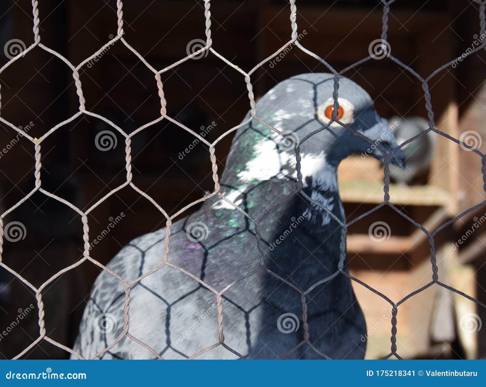 A Pigeon Looks through the Net of the Cage Stock Image - Image of gray ...