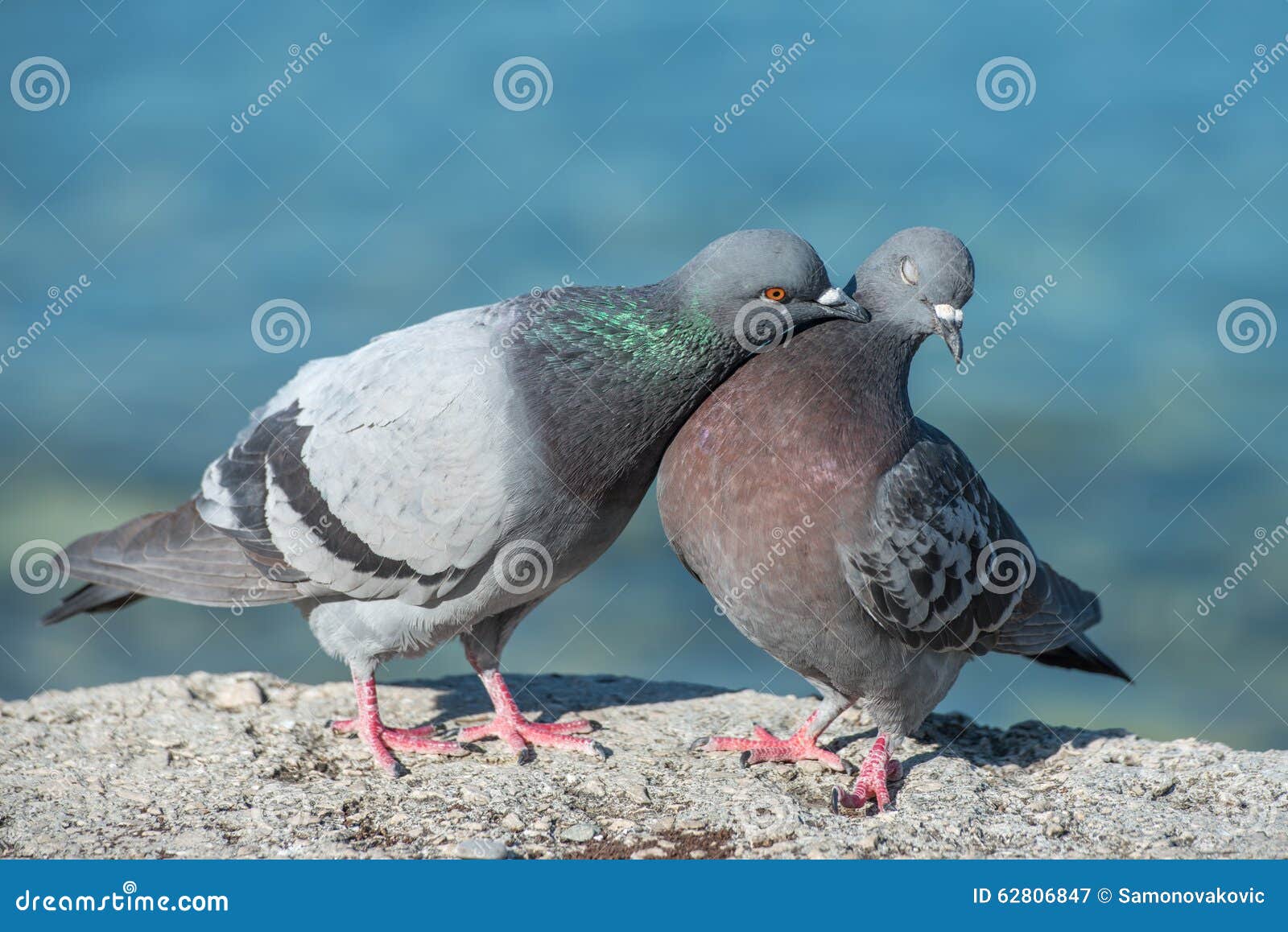 Pigeon courtship stock image. Image of bird, rock, pigeon - 62806847