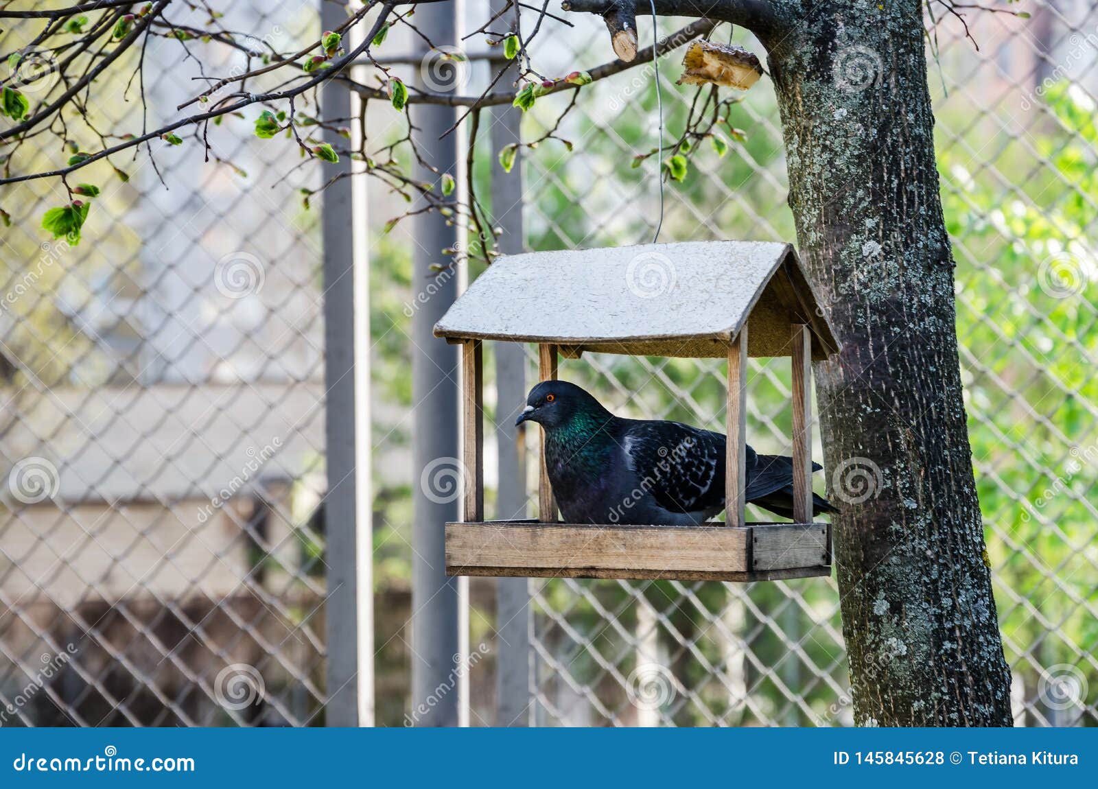 Pigeon in a Wooden Manger on a Tree Stock Photo - Image of care, nature ...