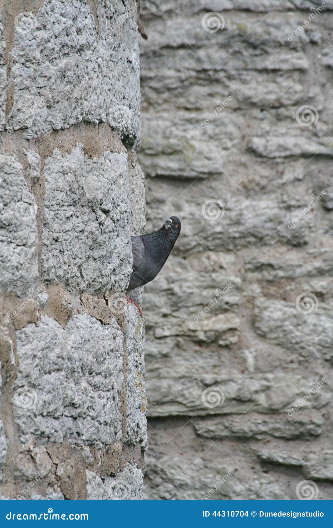 Pigeon and medieval wall stock photo. Image of loop, wall - 44310704