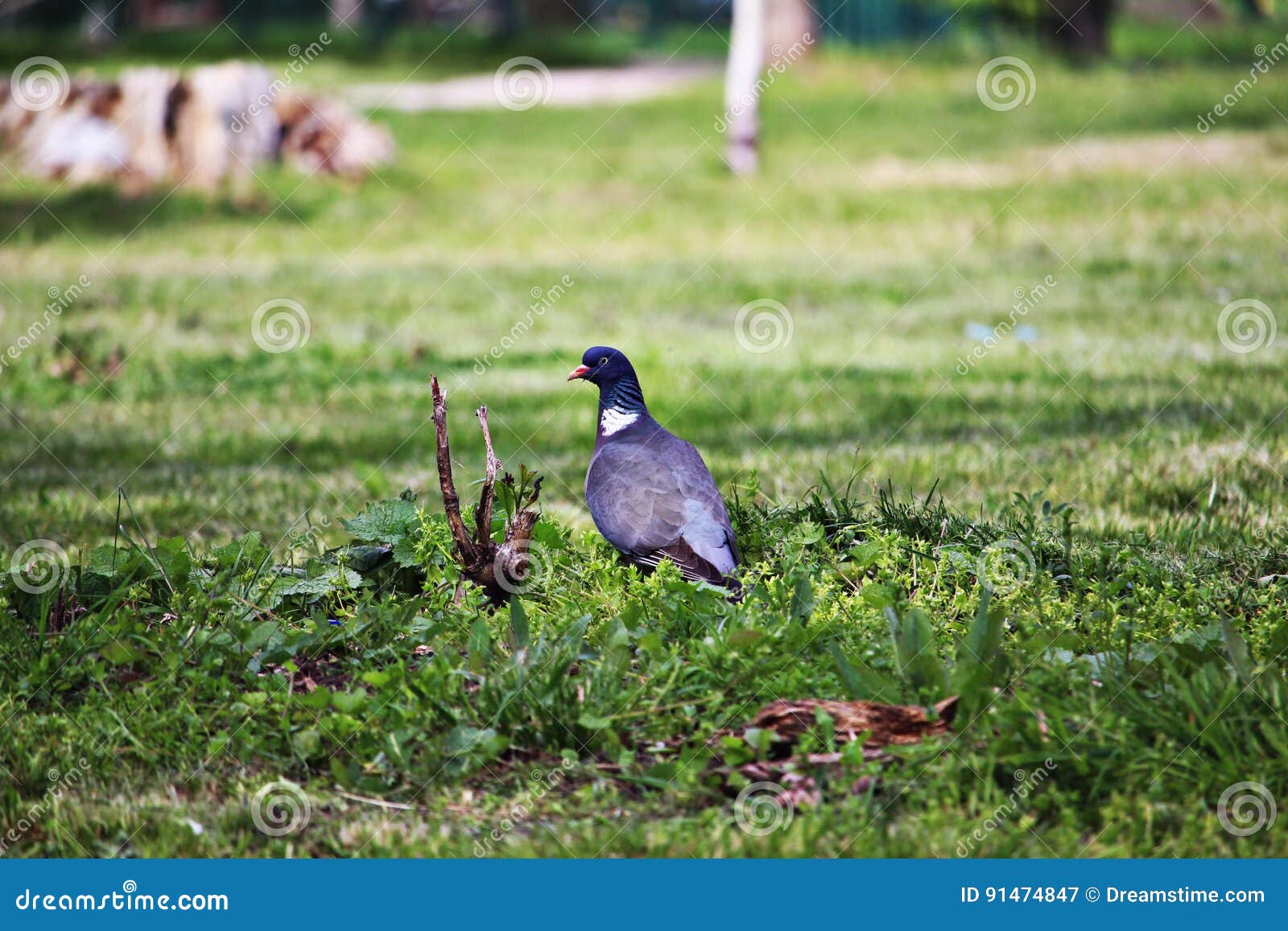 Pigeon in nature stock image. Image of springtime, park - 91474847
