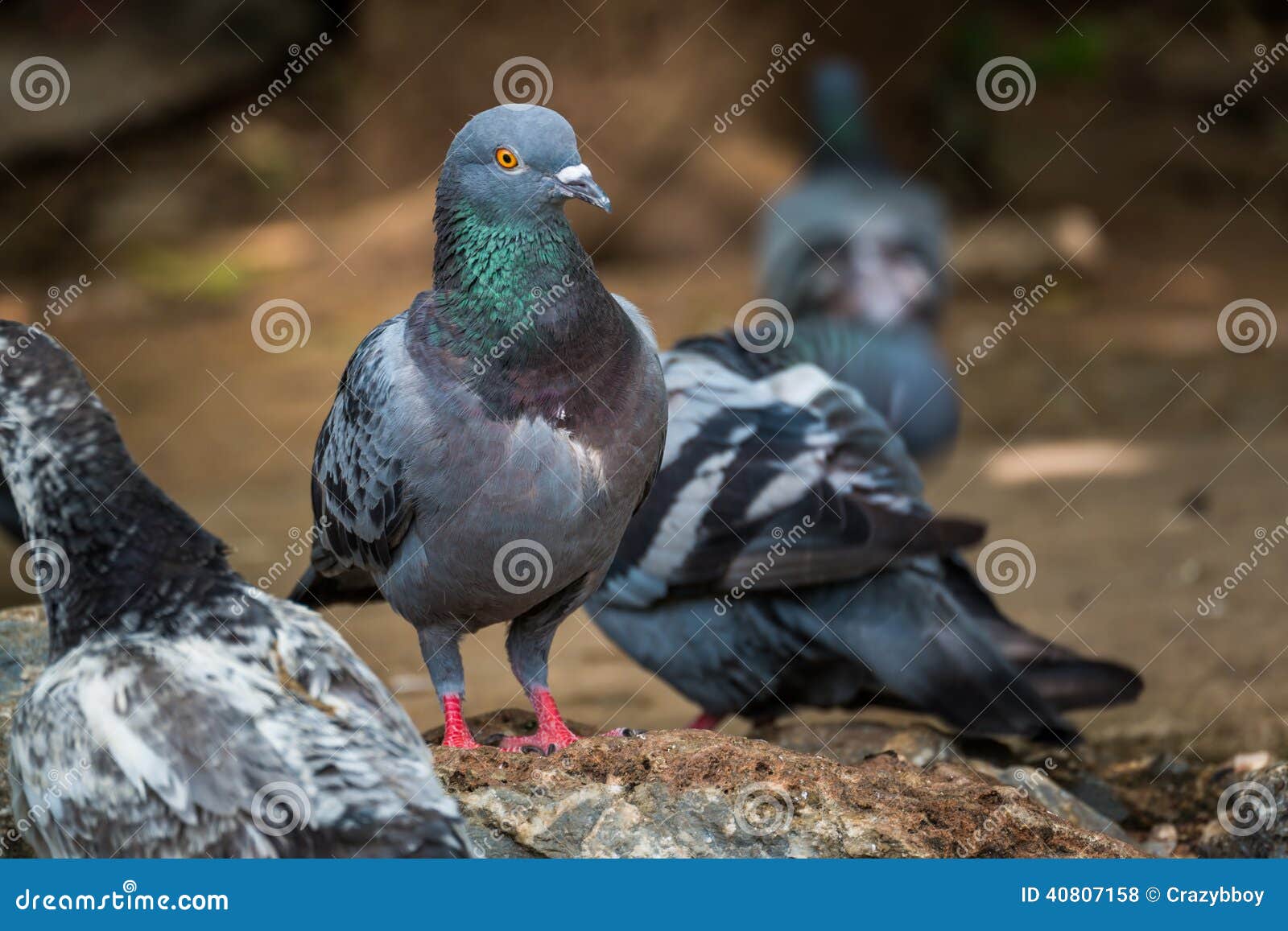 Pigeon in nature stock photo. Image of open, color, feather - 40807158